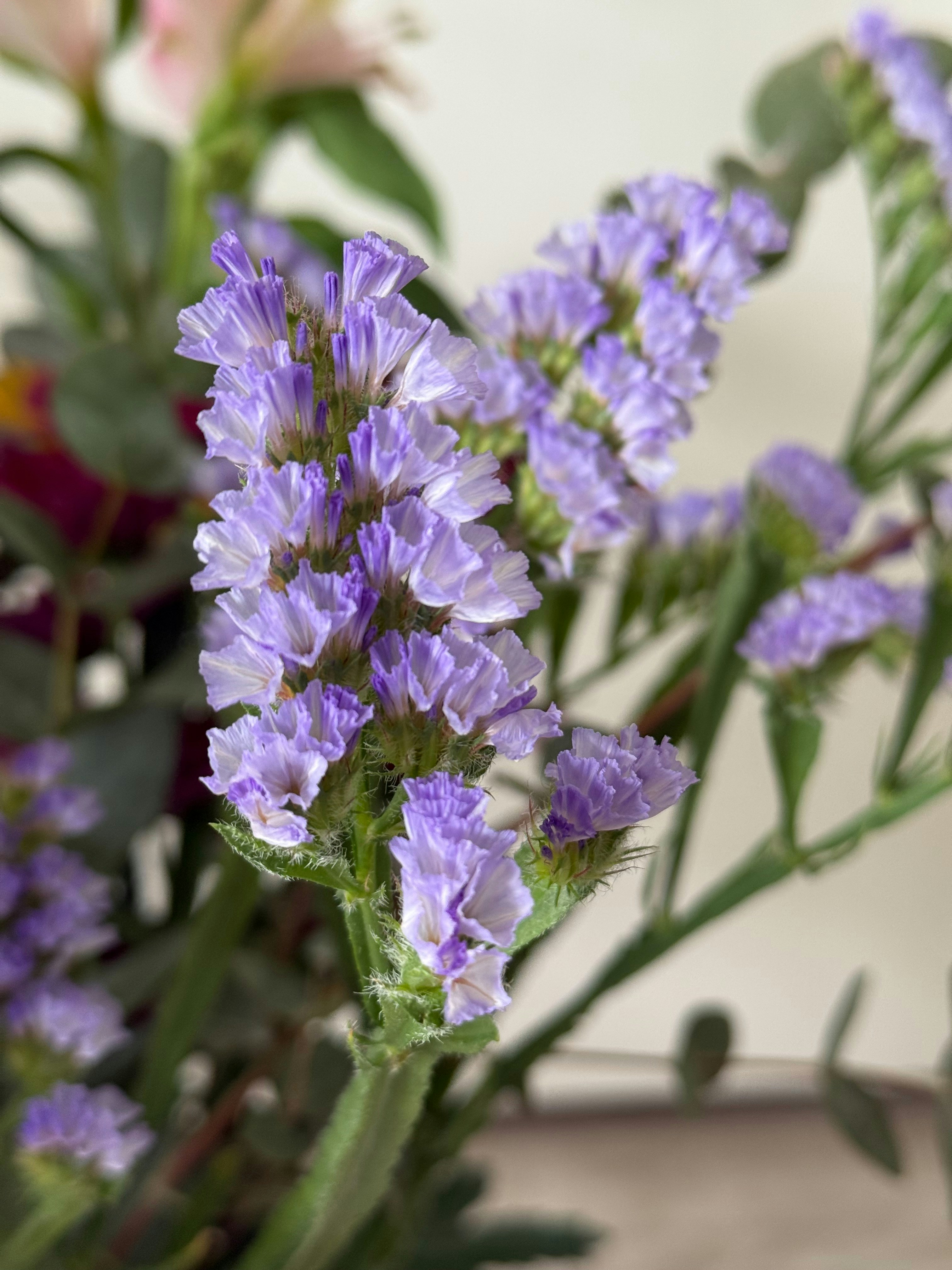 Lilac sea lavender (Limonium)