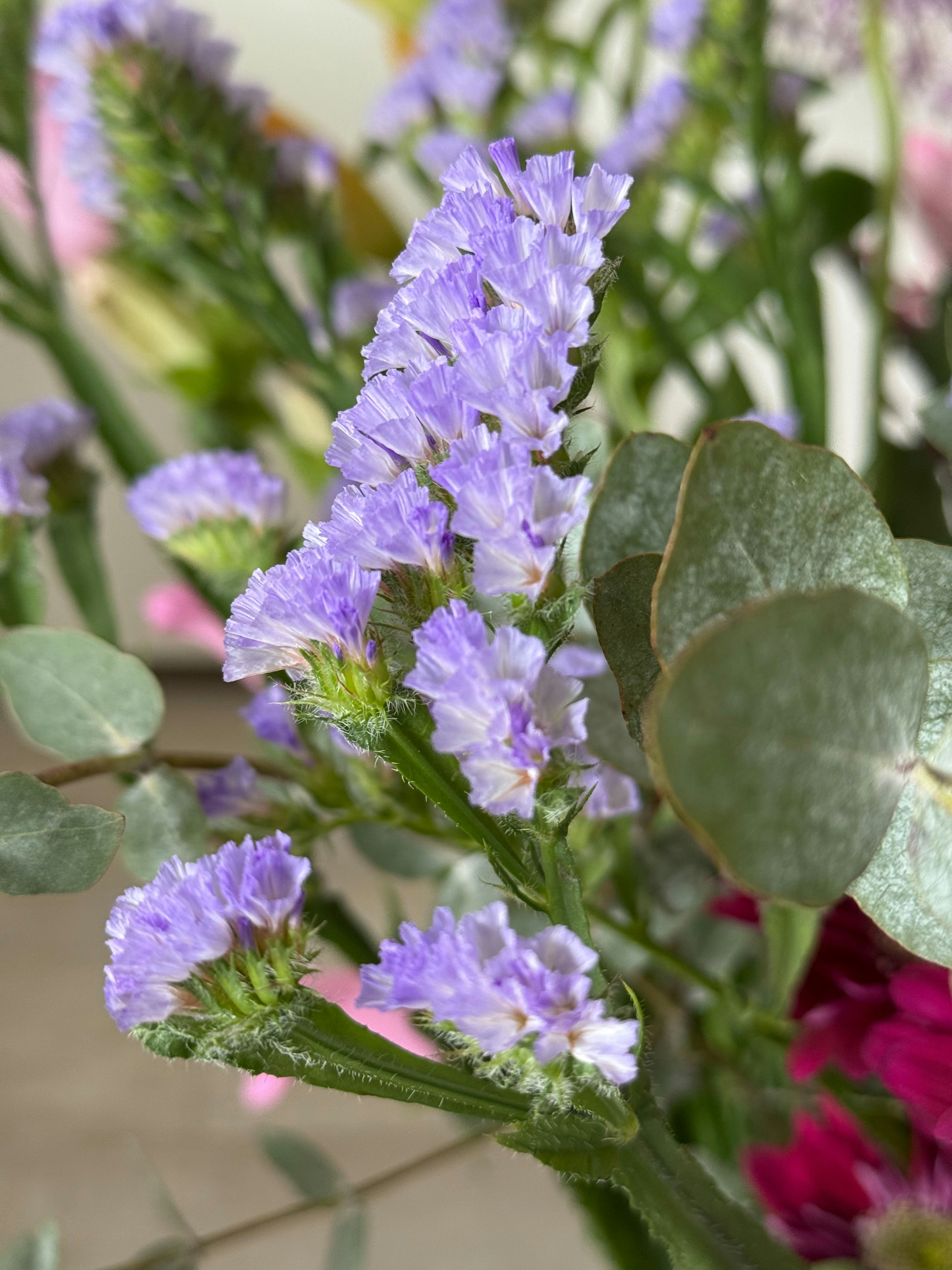 Lavender spray in focus: close-up of delicate purple blossoms with silvery-green leaves