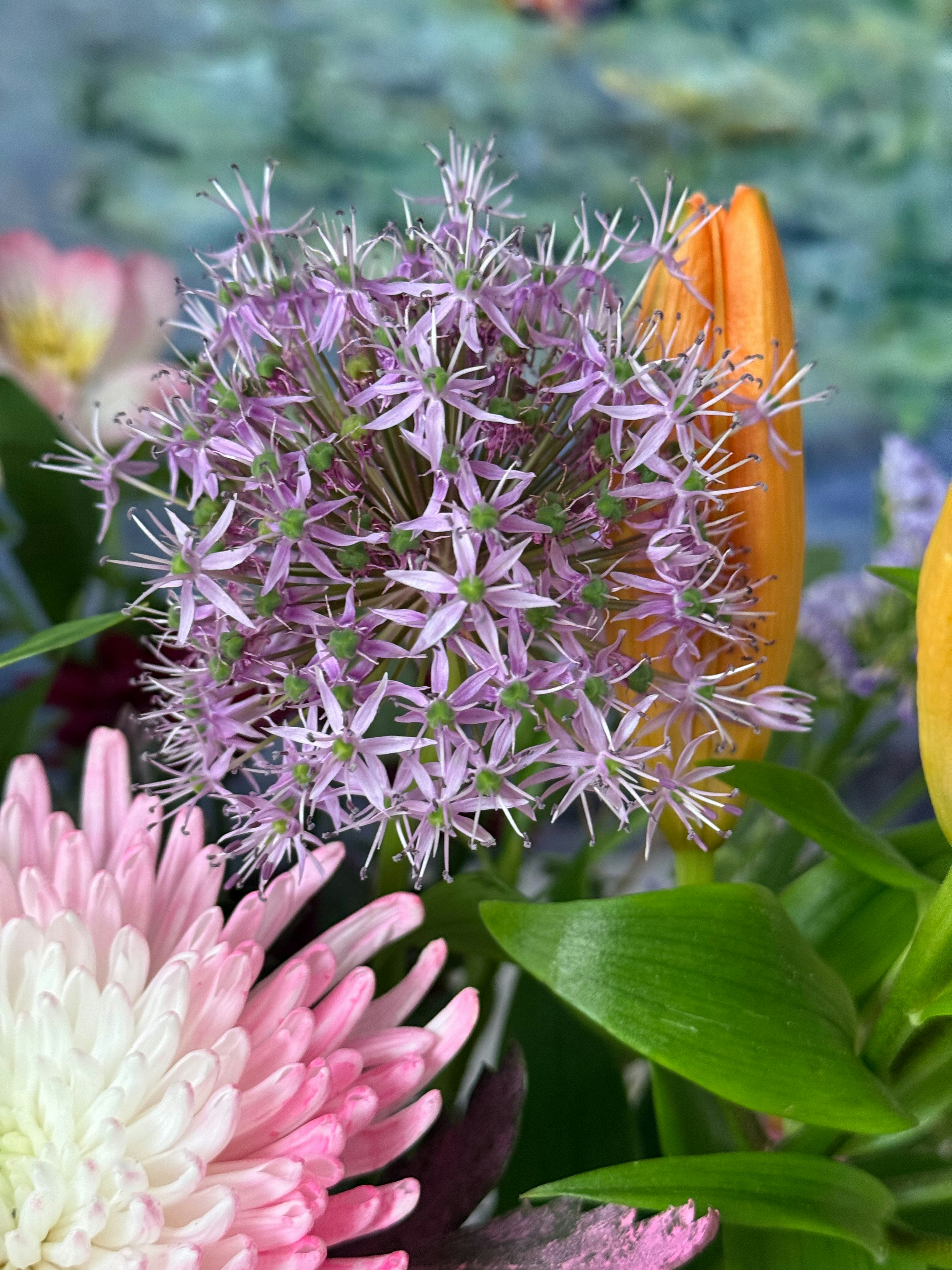 Purple Allium Bloom Among Tulips