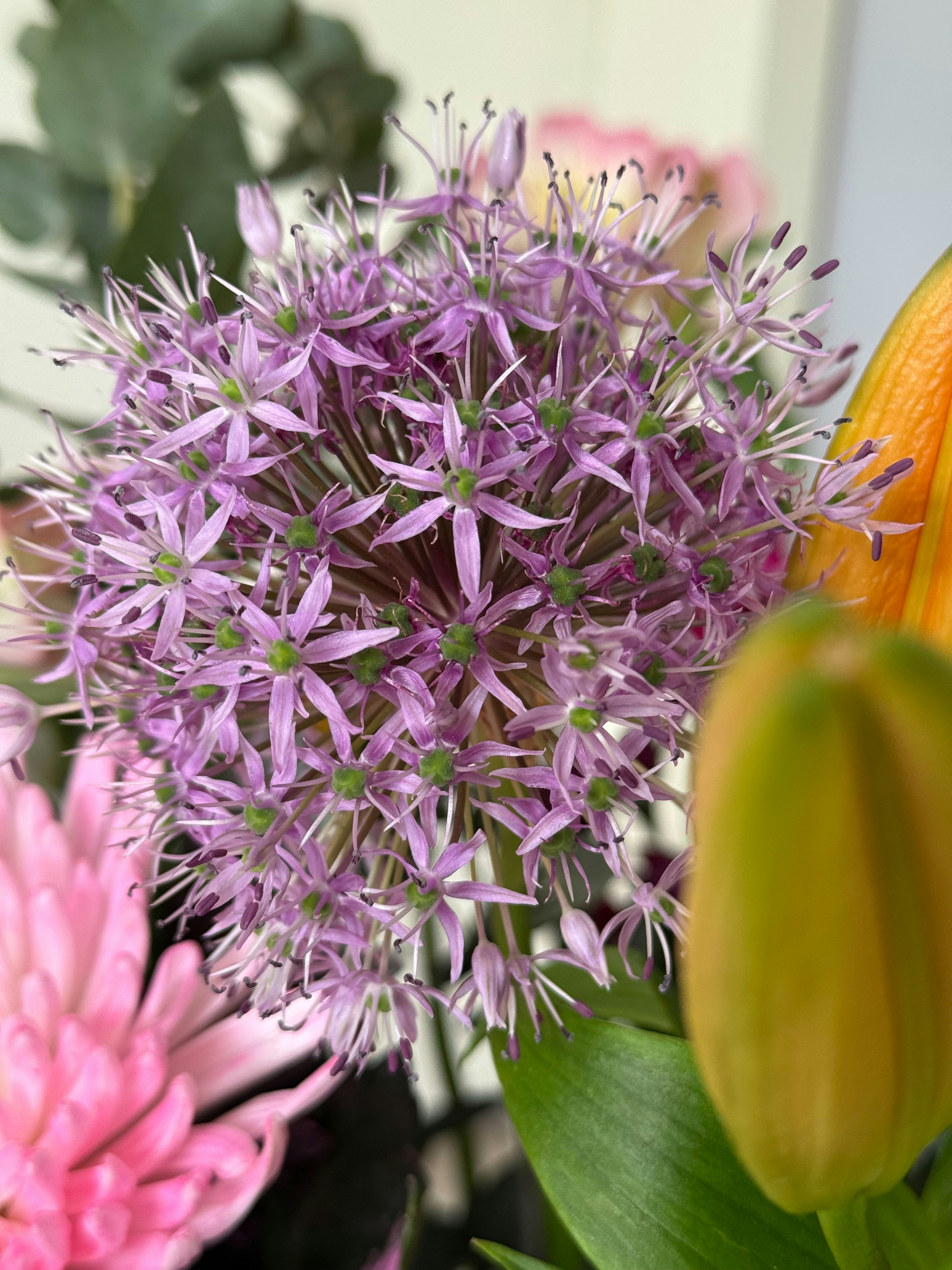 Macro Bloom: Purple Allium Nest with a Tulip Goodbye