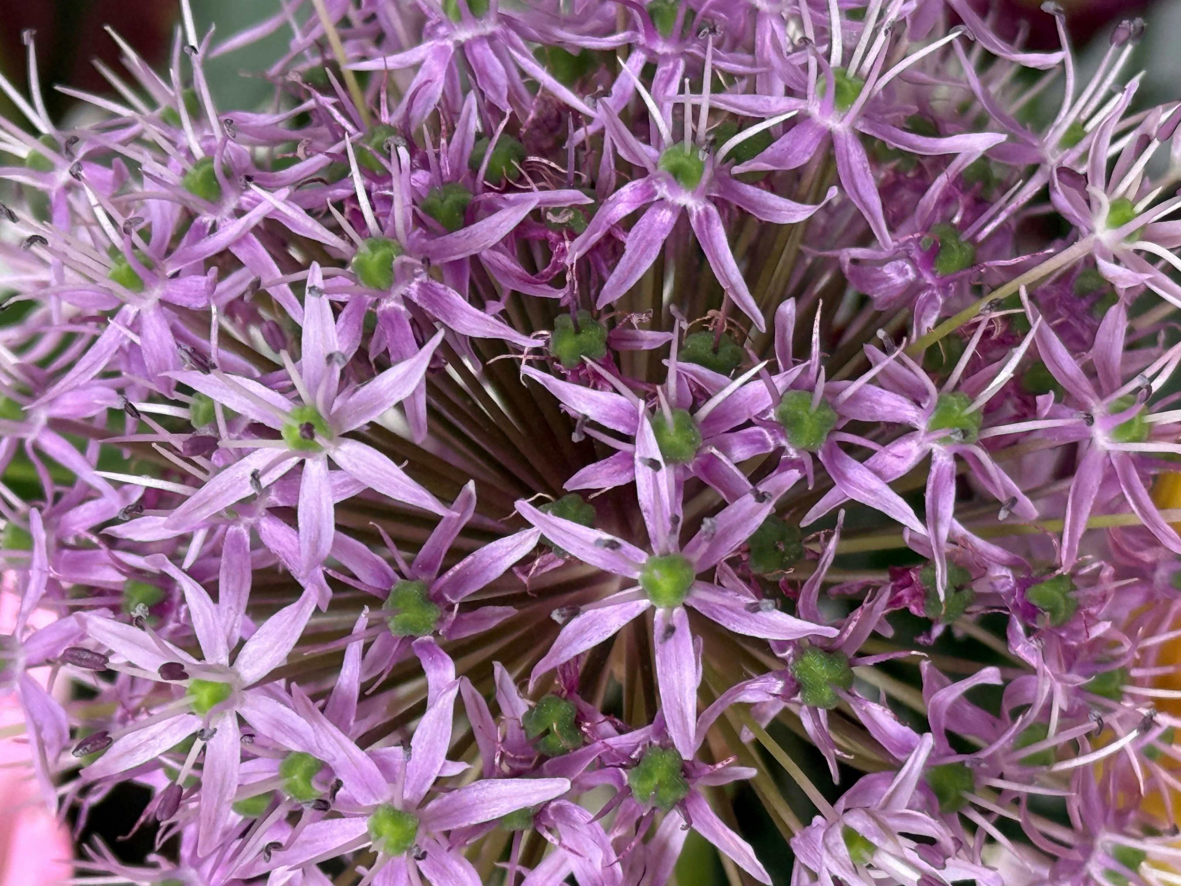 Purple Radiance: A Dense Bloom of Allium Blossoms