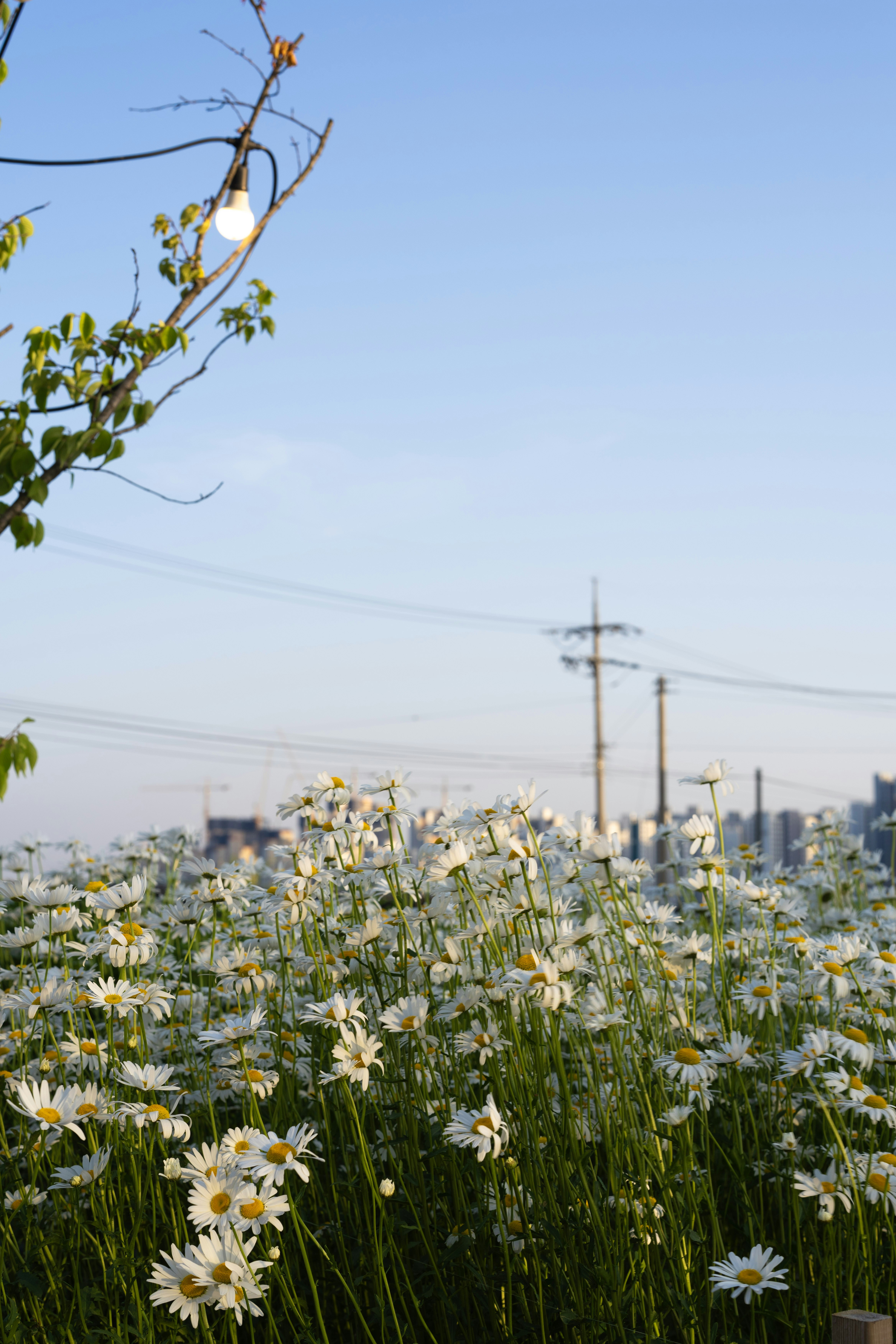 Field of Quiet Daisies Beneath a City-Bordered Sky