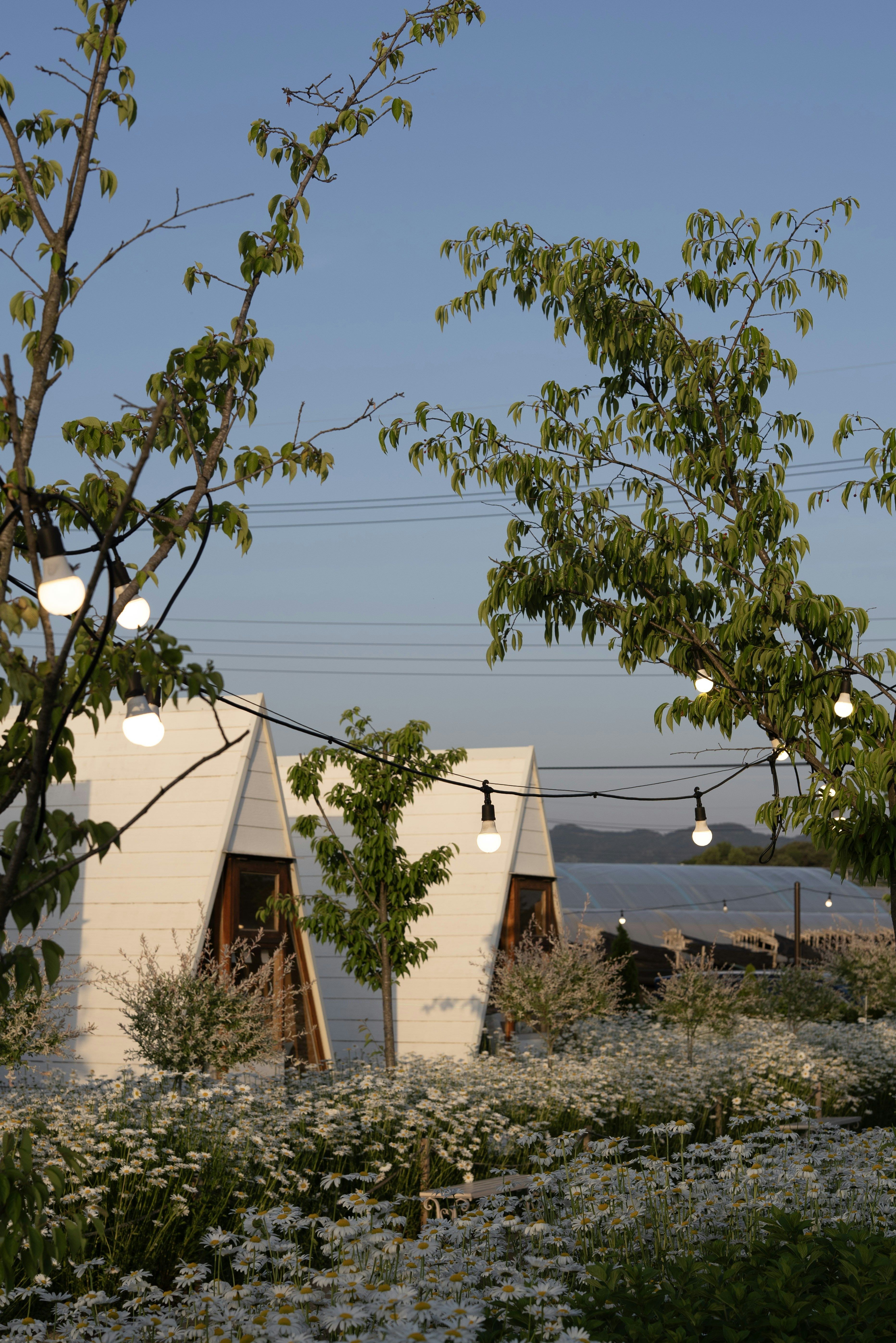 String lights over a sunlit field of daisies and modern white cabins