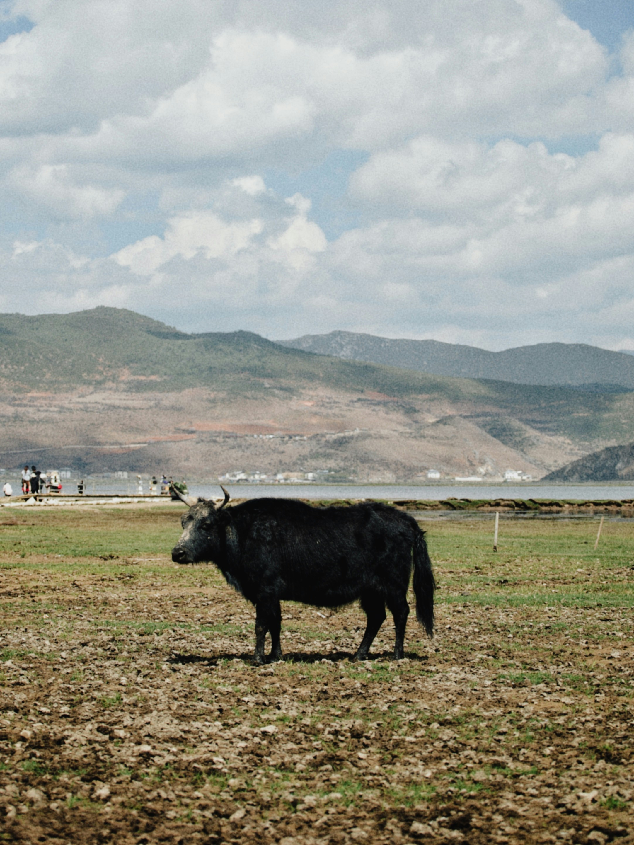 Dark Highland Bison Stands at the Edge of a Rugged Coastal Plain