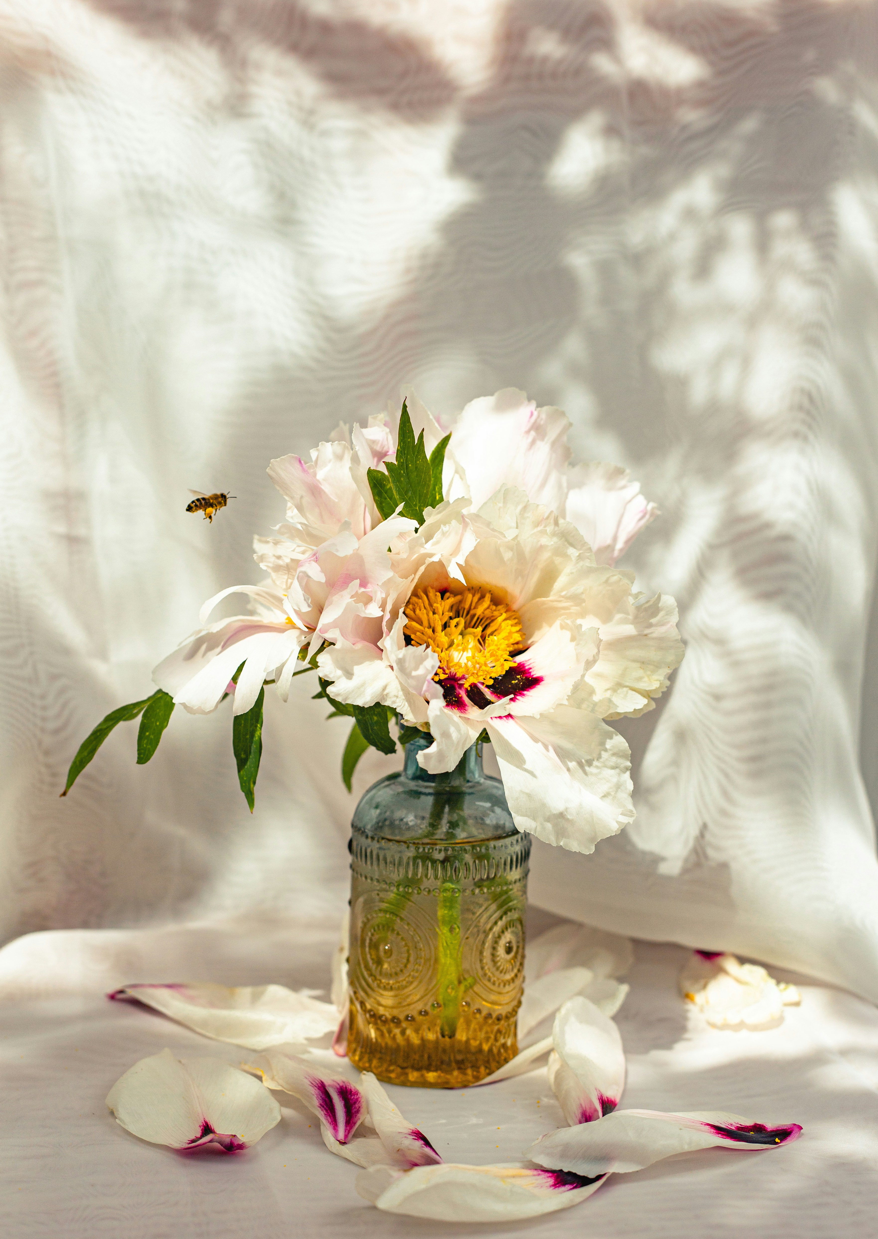 Petals in a Golden Bloom: A Still Life with a Humming Center