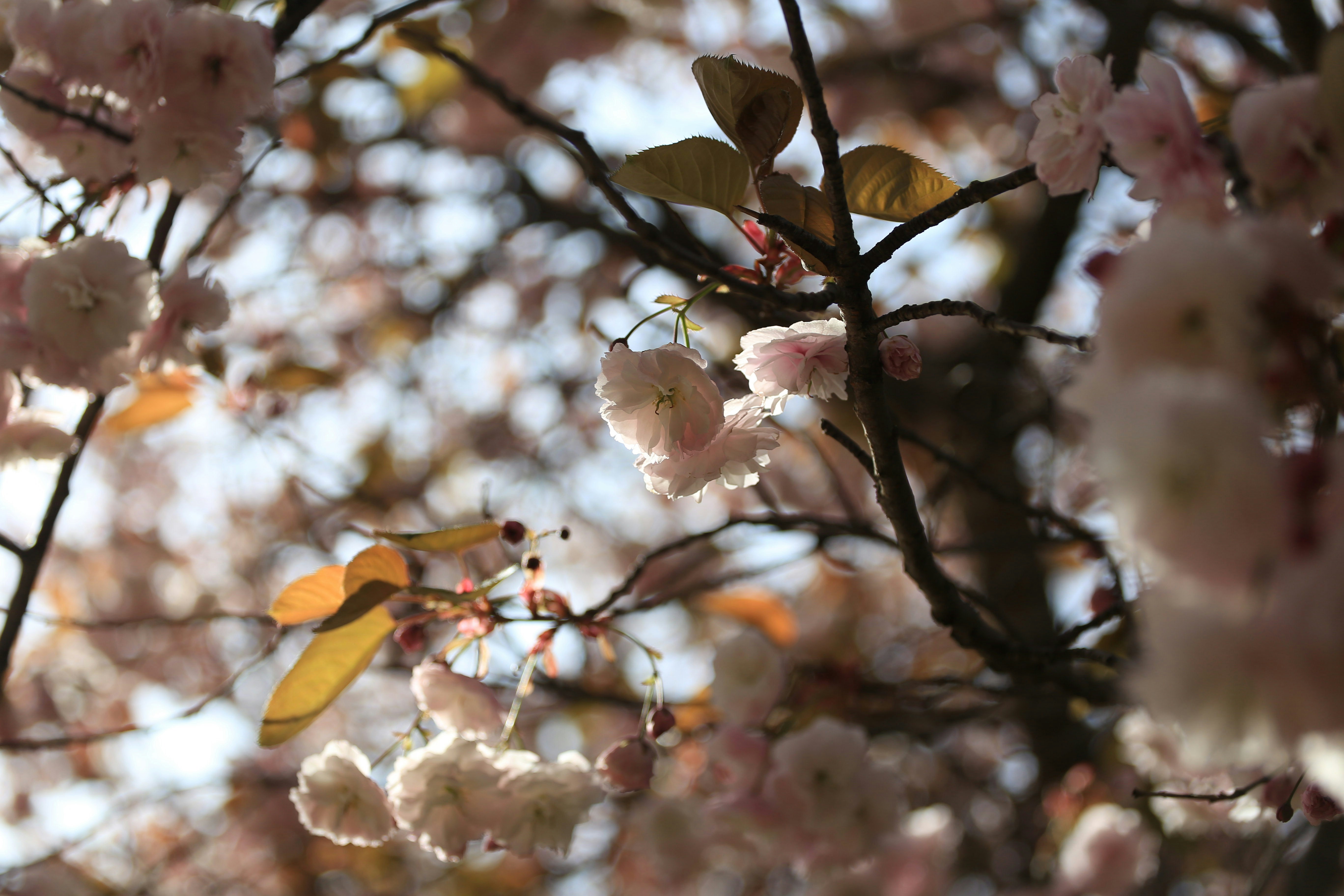 Soft Petal Bloom Across Dappled Light