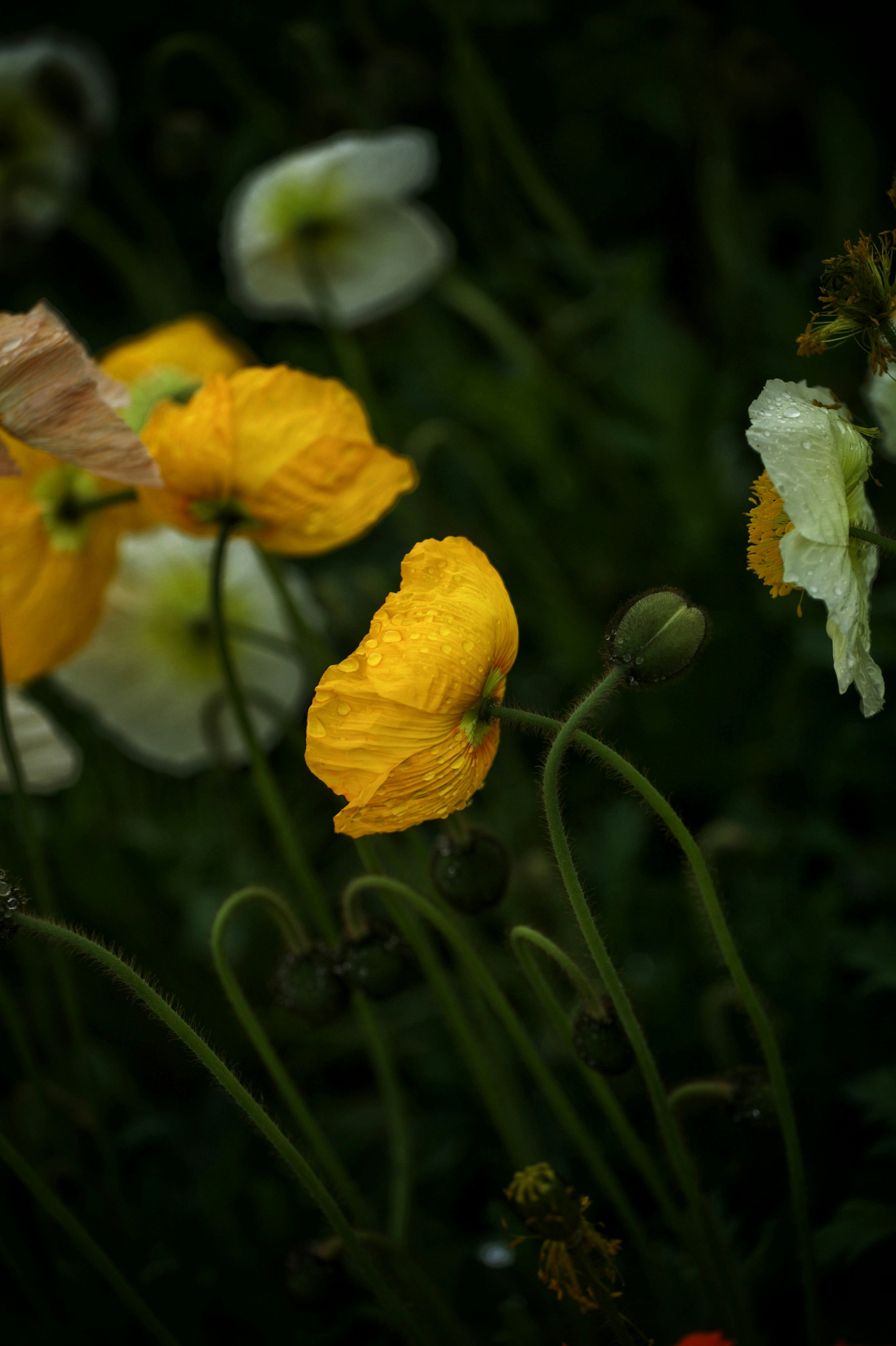 Amber Petals in a Shadowed Field
