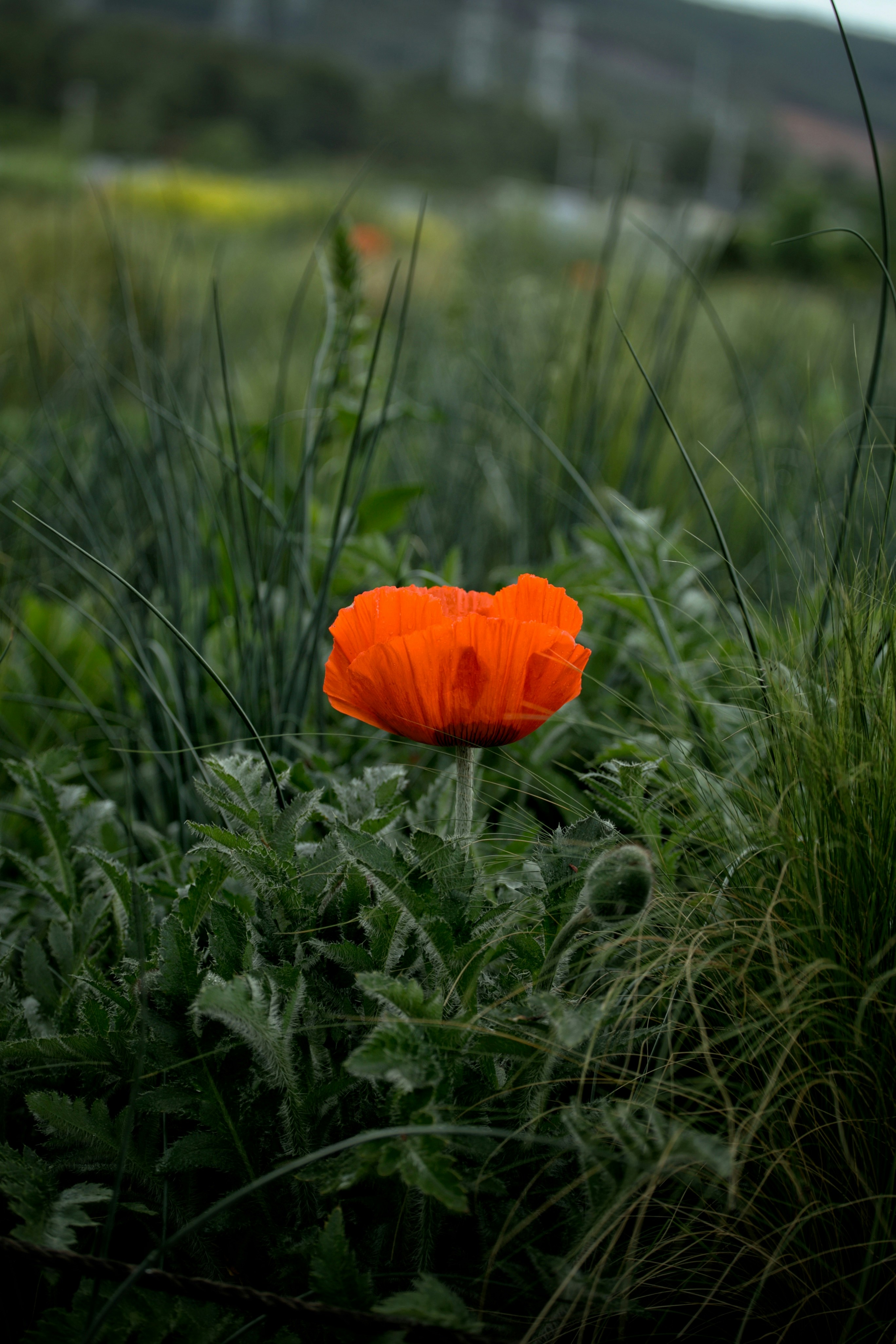 Orange poppy stands tall among green blades in soft garden light
