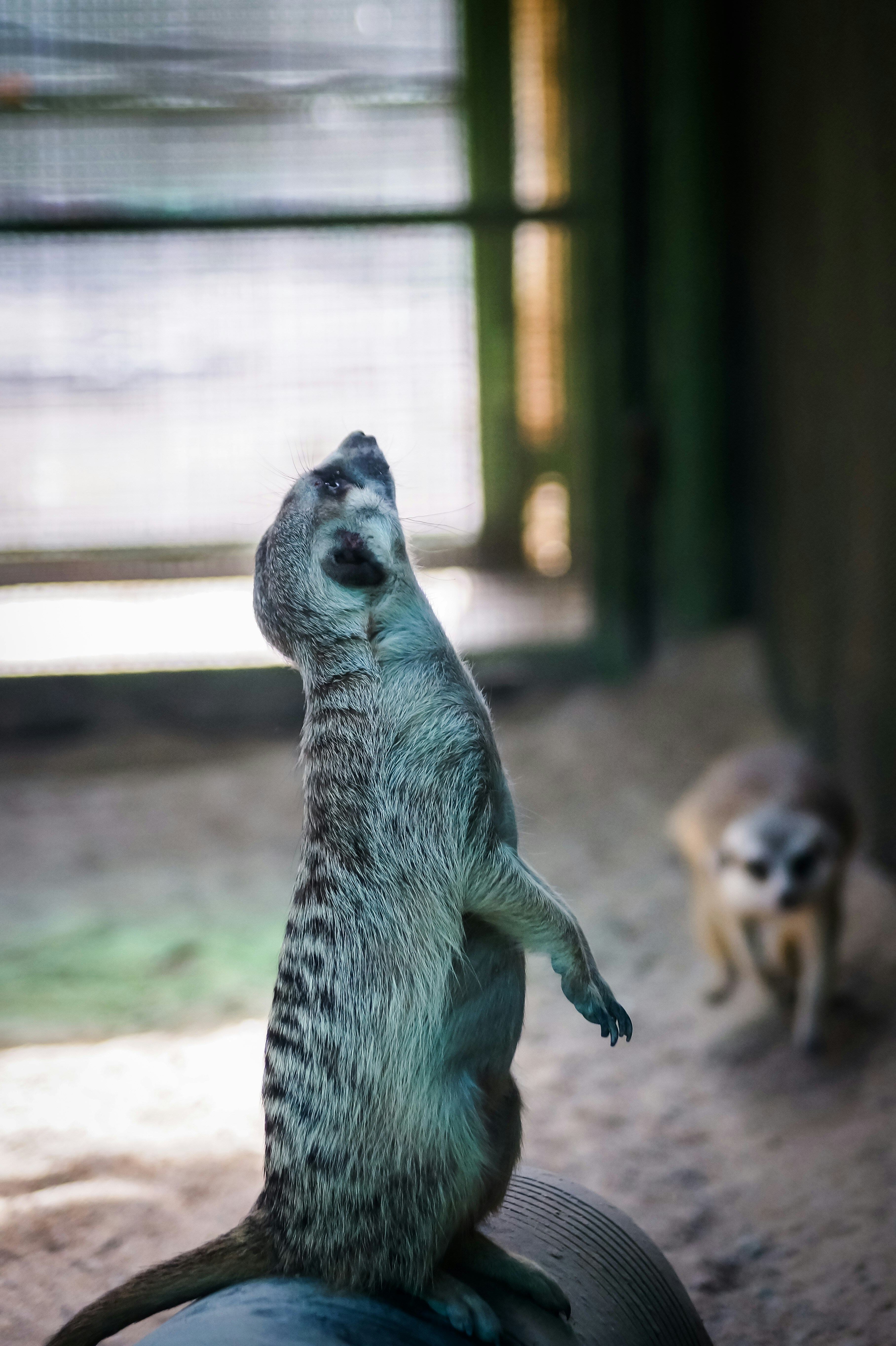 Tall Sentinels: A Meerkat Stance in a Shadowed Enclosure