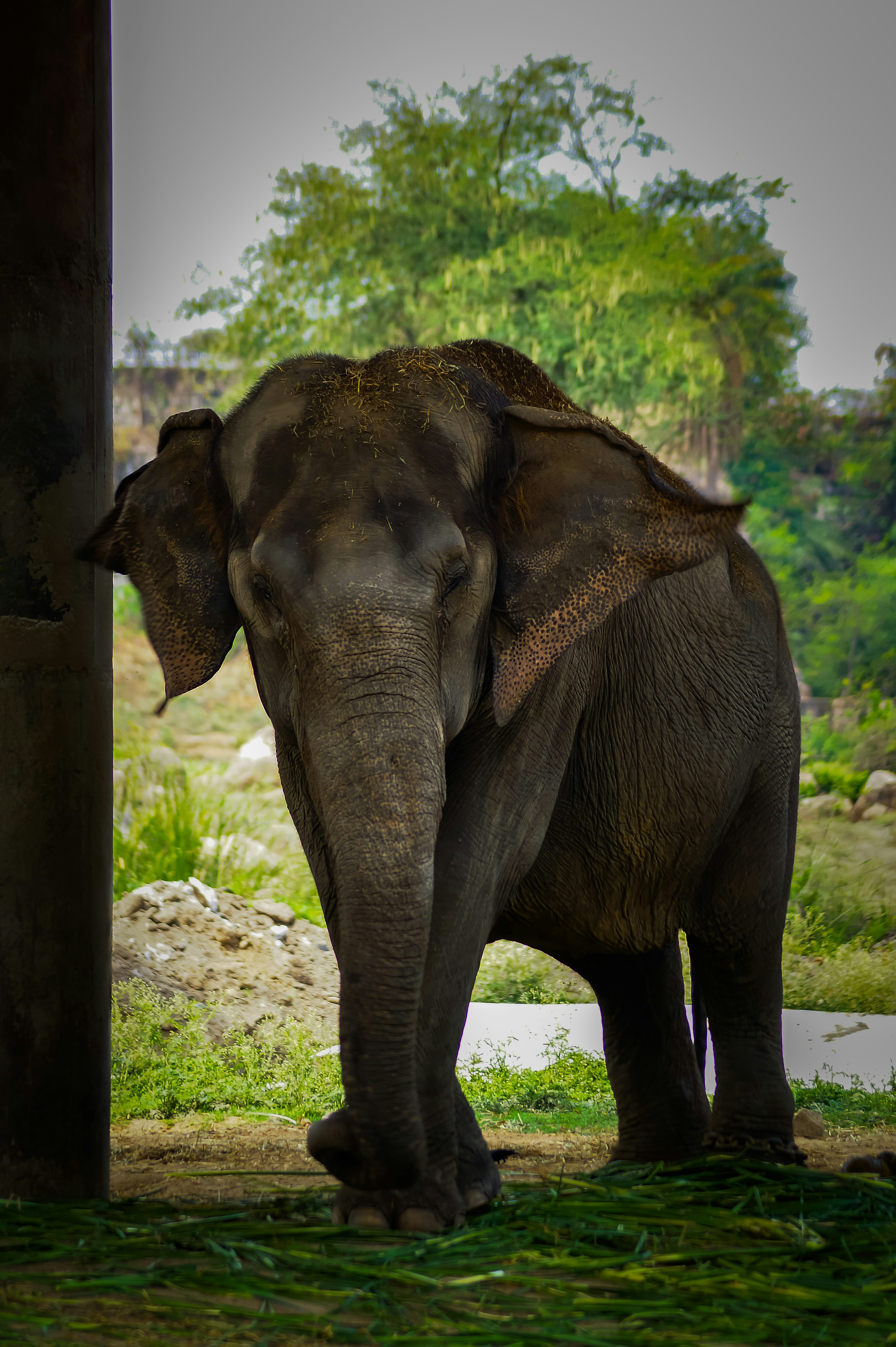 Gentle Giant Under Dappled Shelter