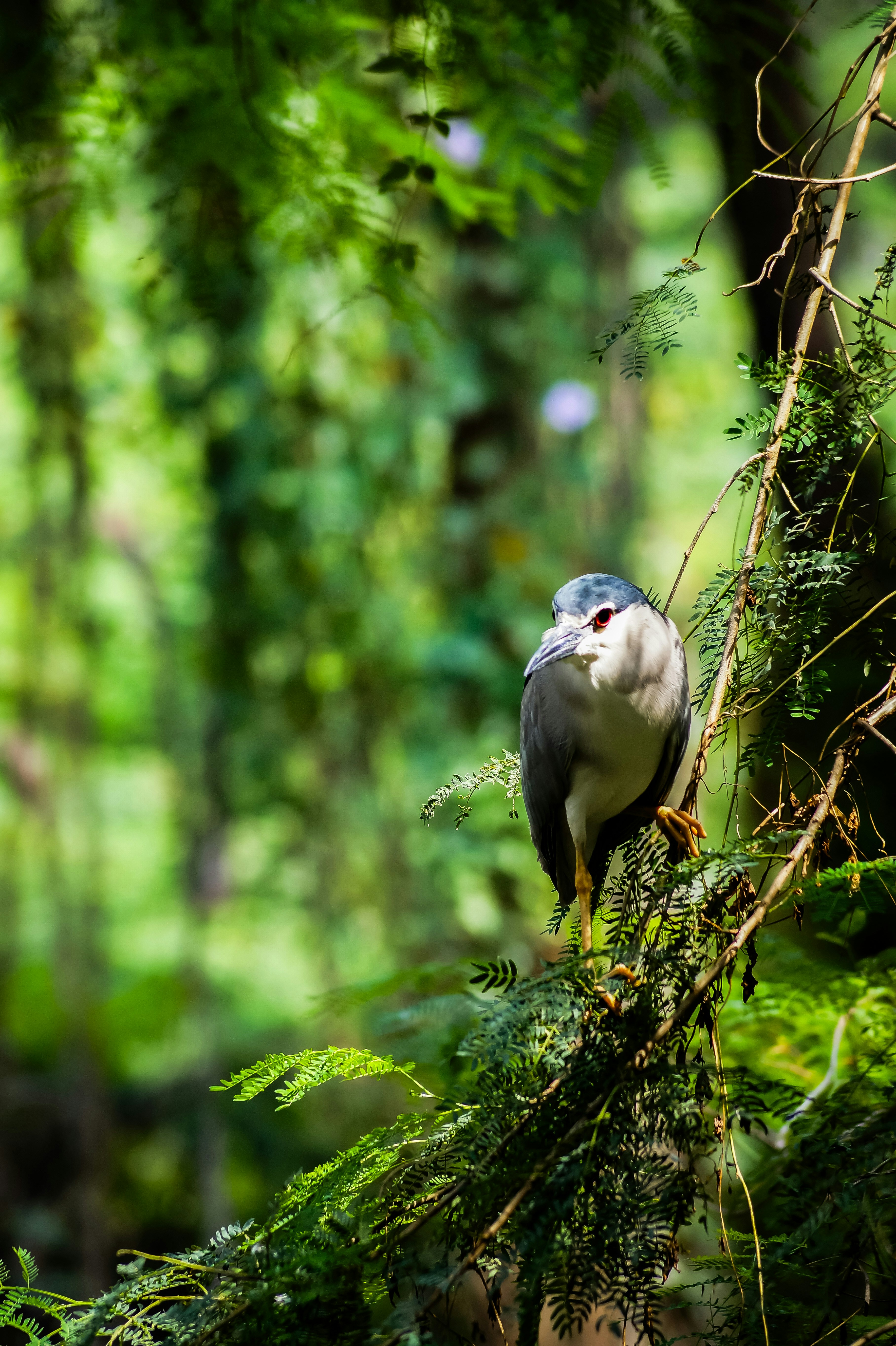 Perched in the Fern Veil: A Forest Bird Pauses Between Light and Shade