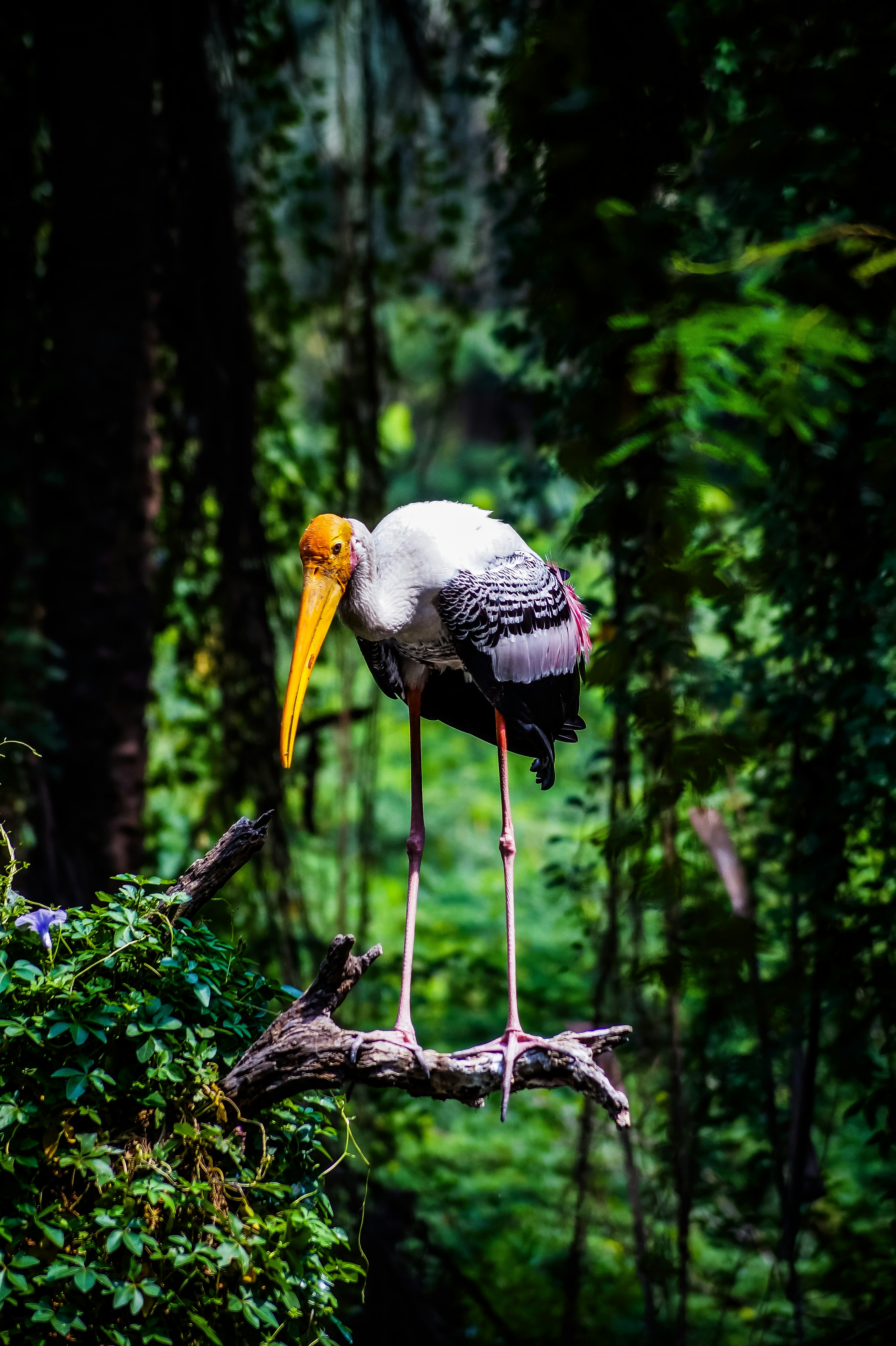 Stilted Grace: A Yellow-Billed Heron Perched Amid Green Velvet