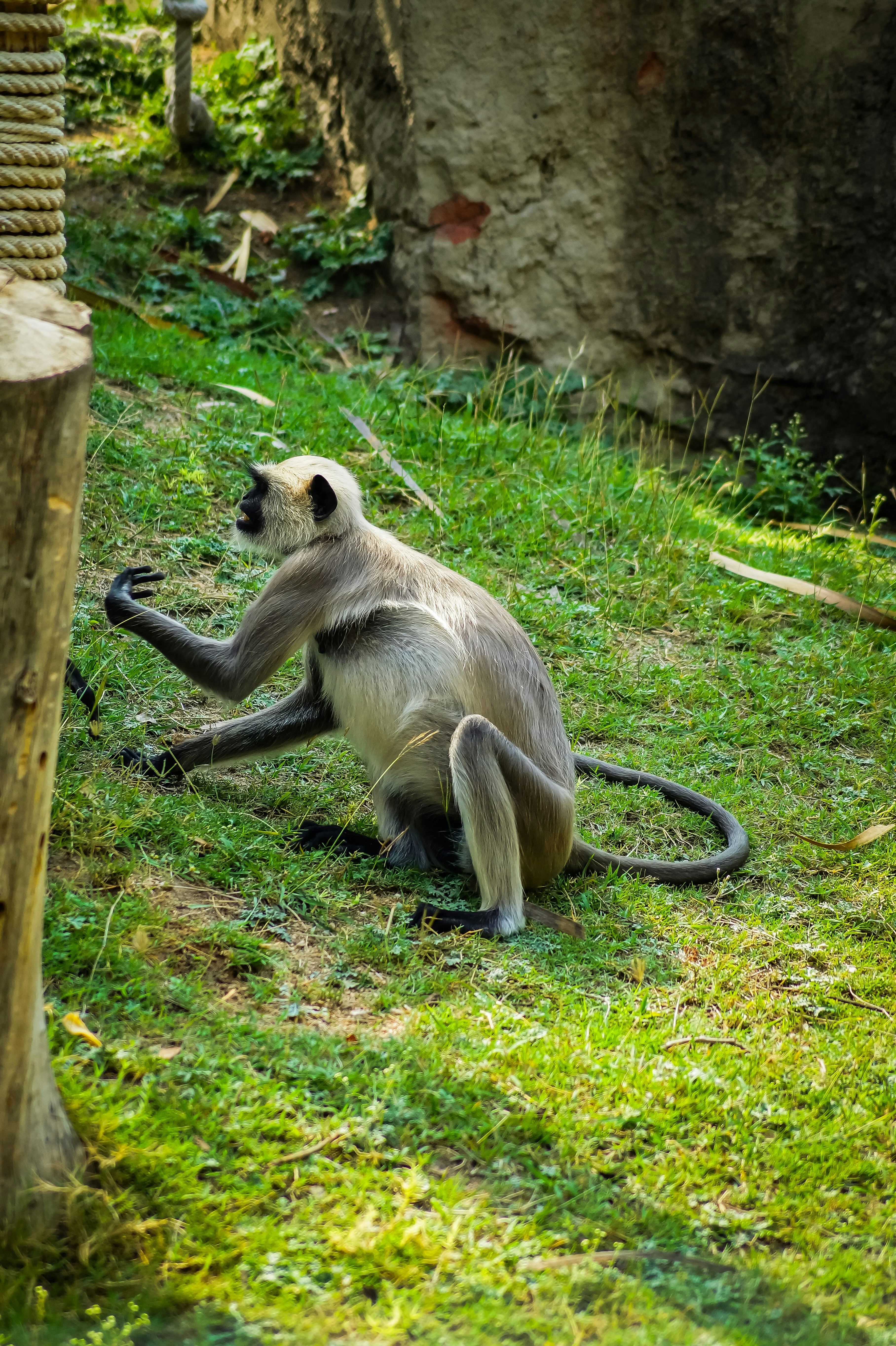 A Curious Vervet Pause: Monkey Reaches Toward an Enclosure