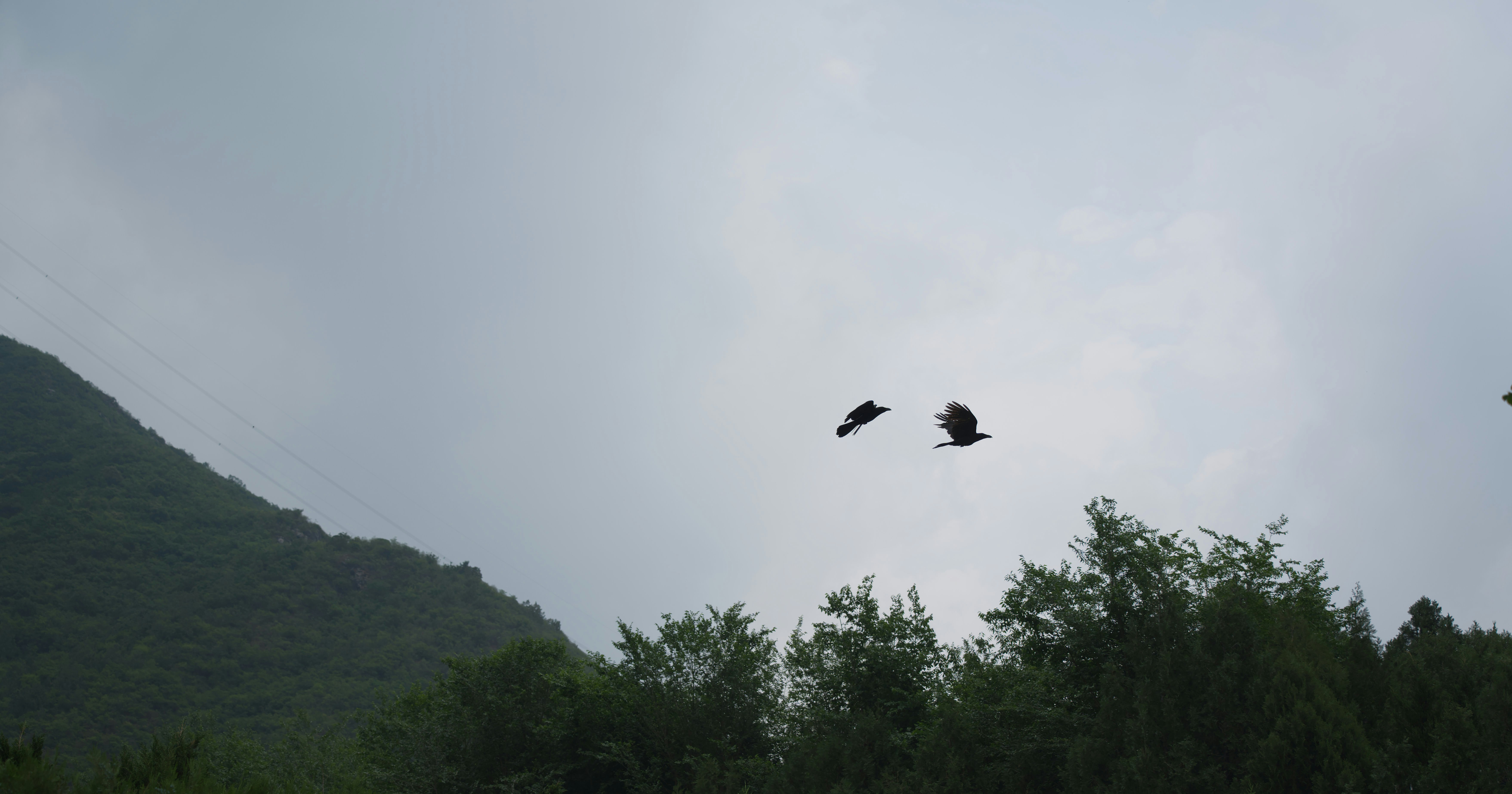 Two Birds in Flight Over a Quiet Landscape