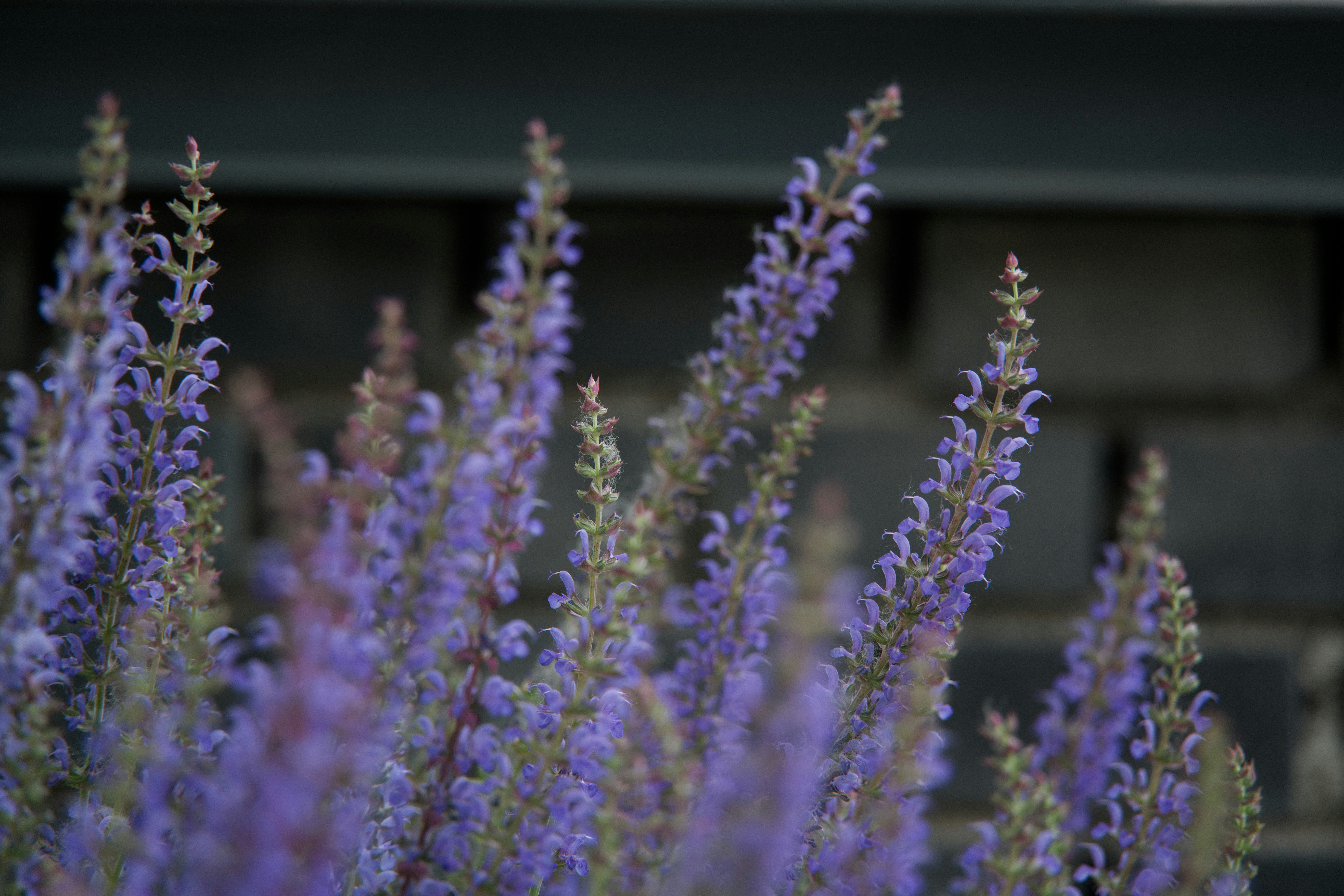 Purple spikes in focus against a muted urban backdrop