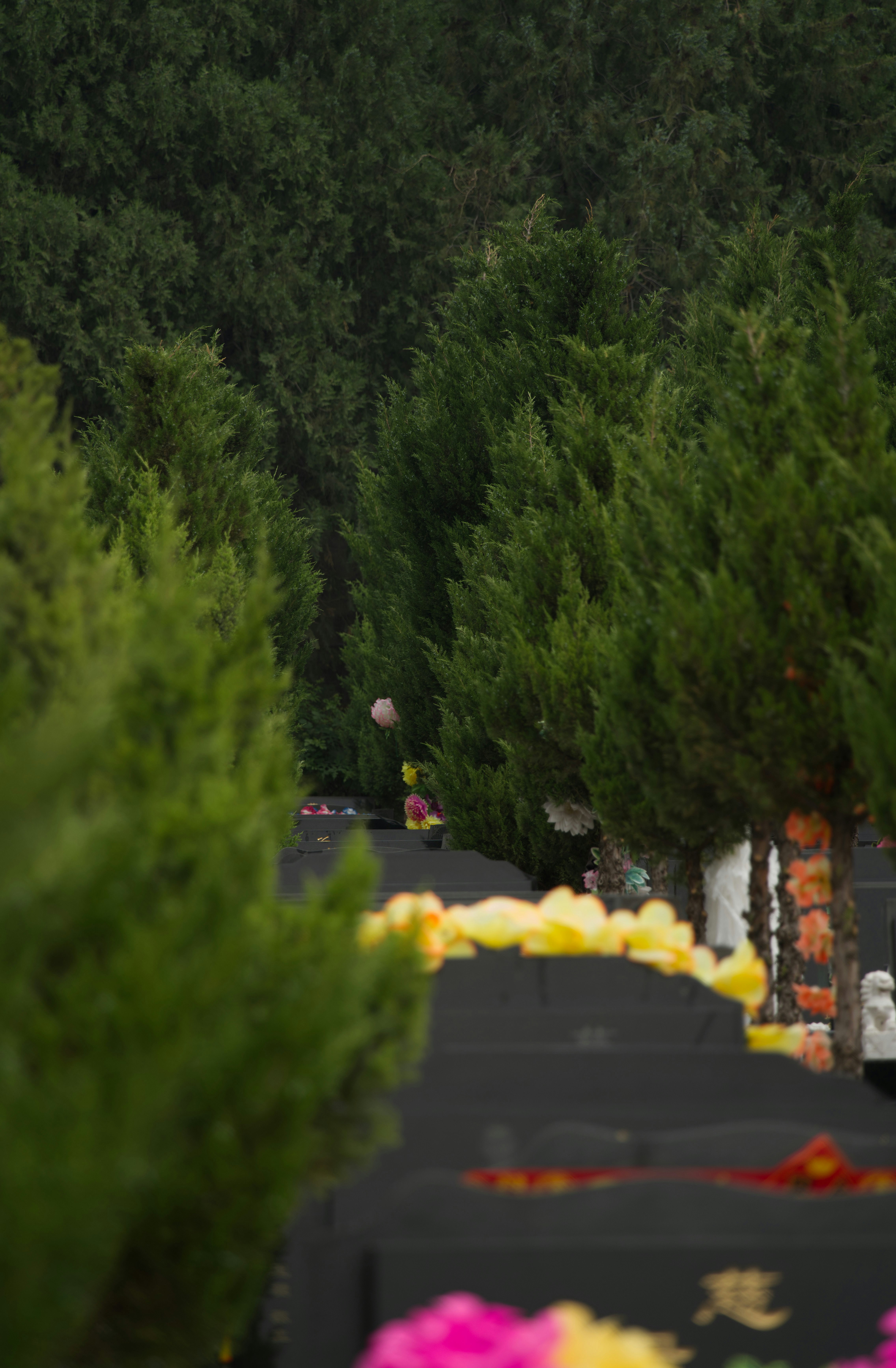 A Quiet Aisle of Evergreen Crosses