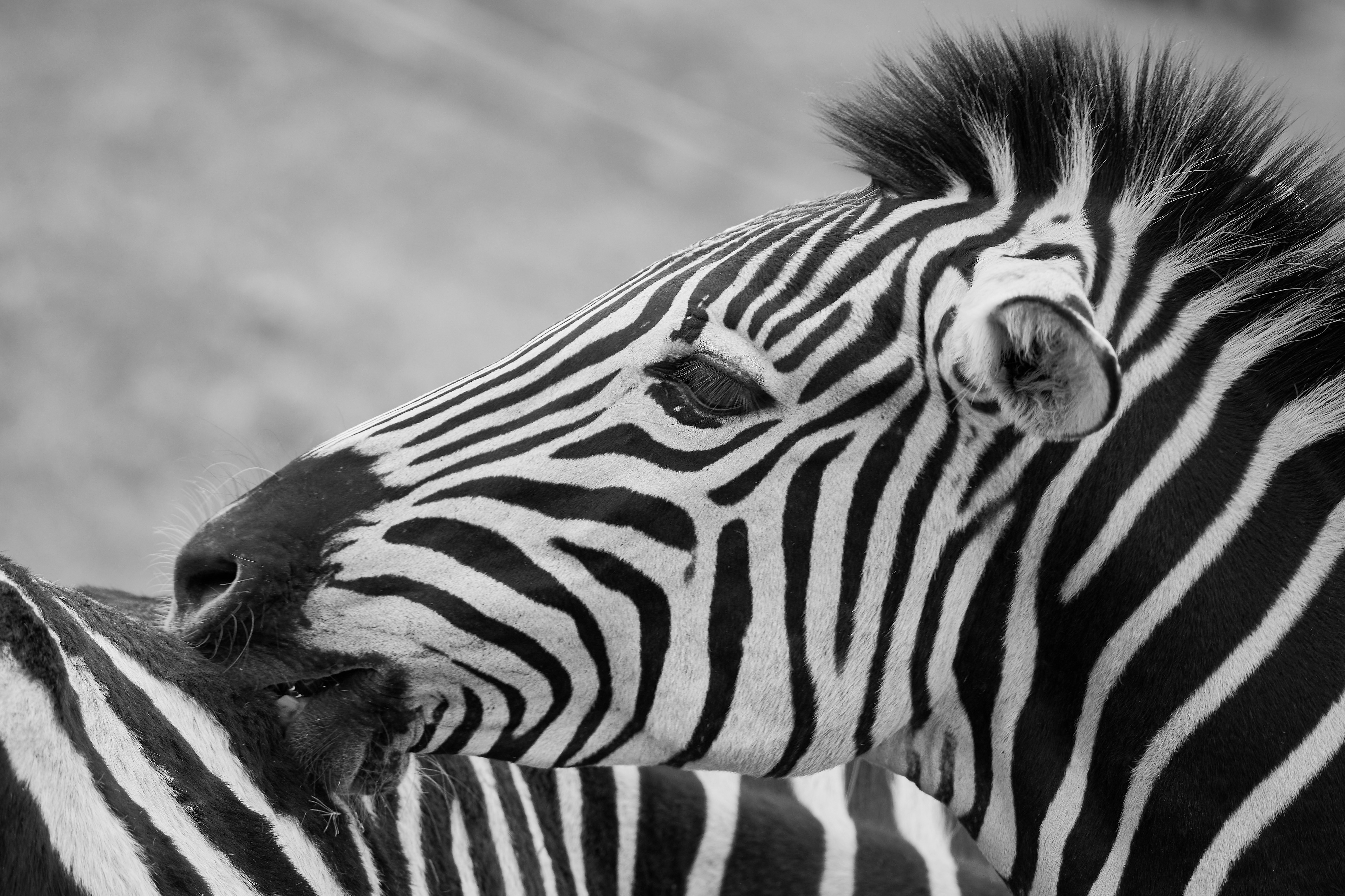 Zebra Portrait: Stripes in Close-Up Dialogue