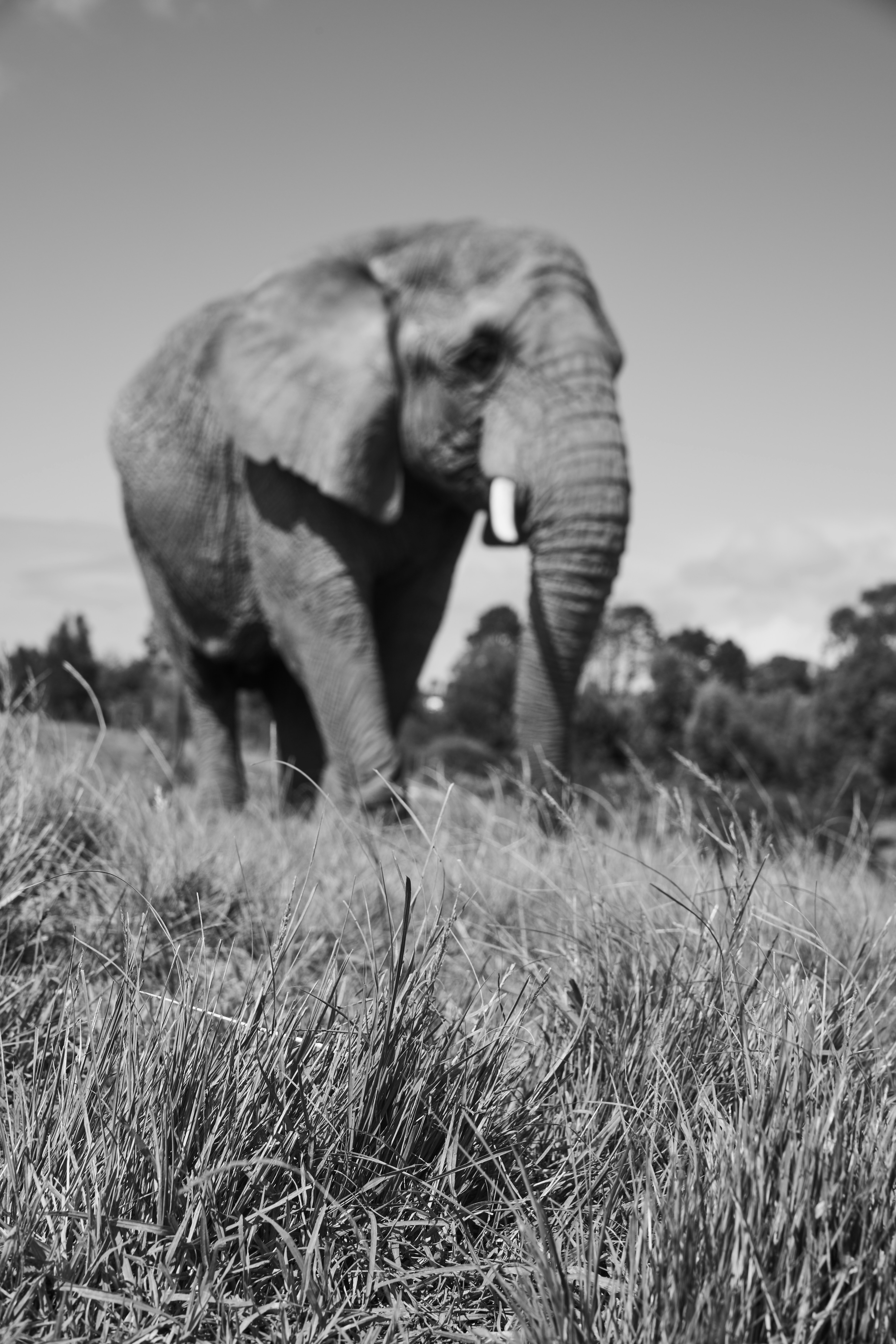 A Quiet Giant Stands Amid Tall Grass