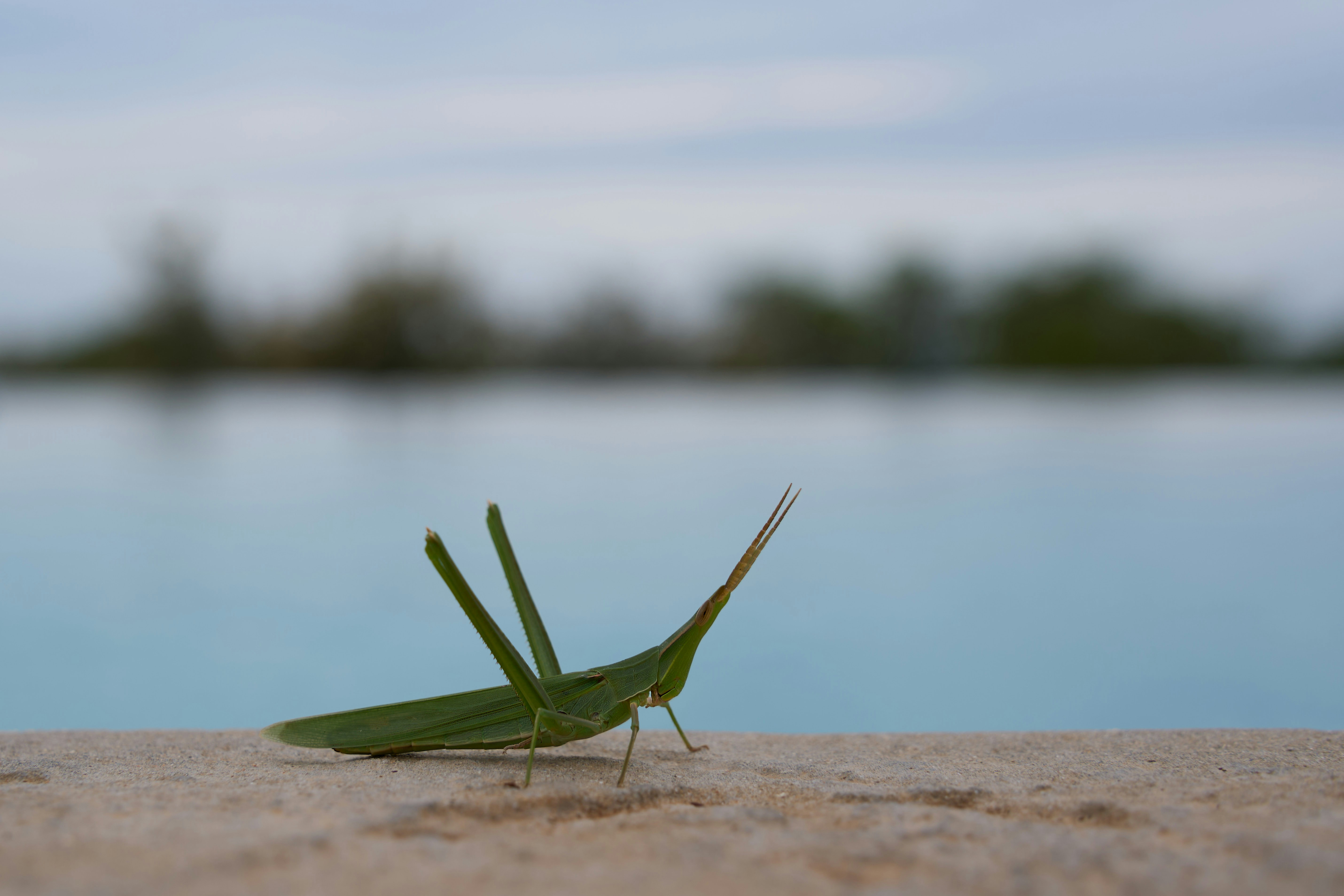 A green grasshopper rests on a ledge by the water.
