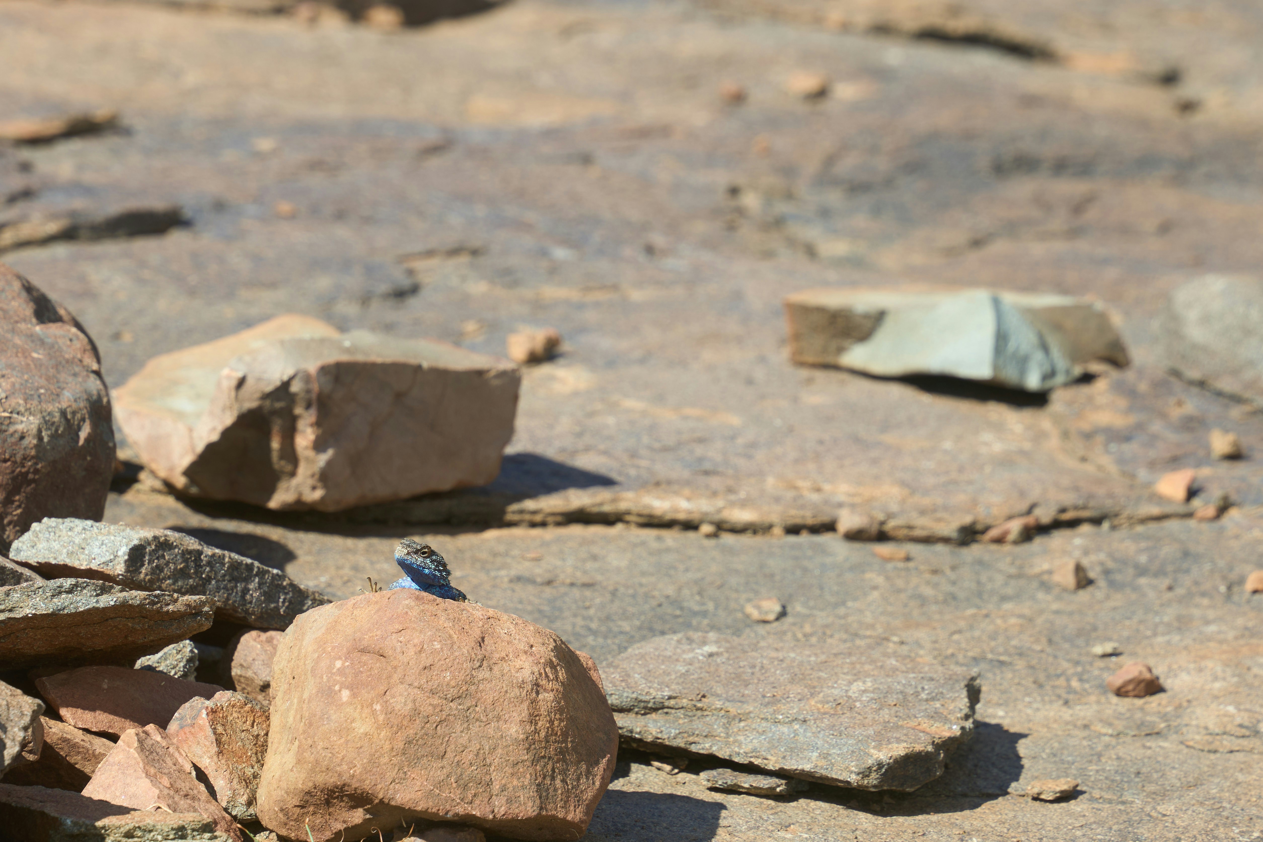 Rugged shoreline of stones under a quiet sun