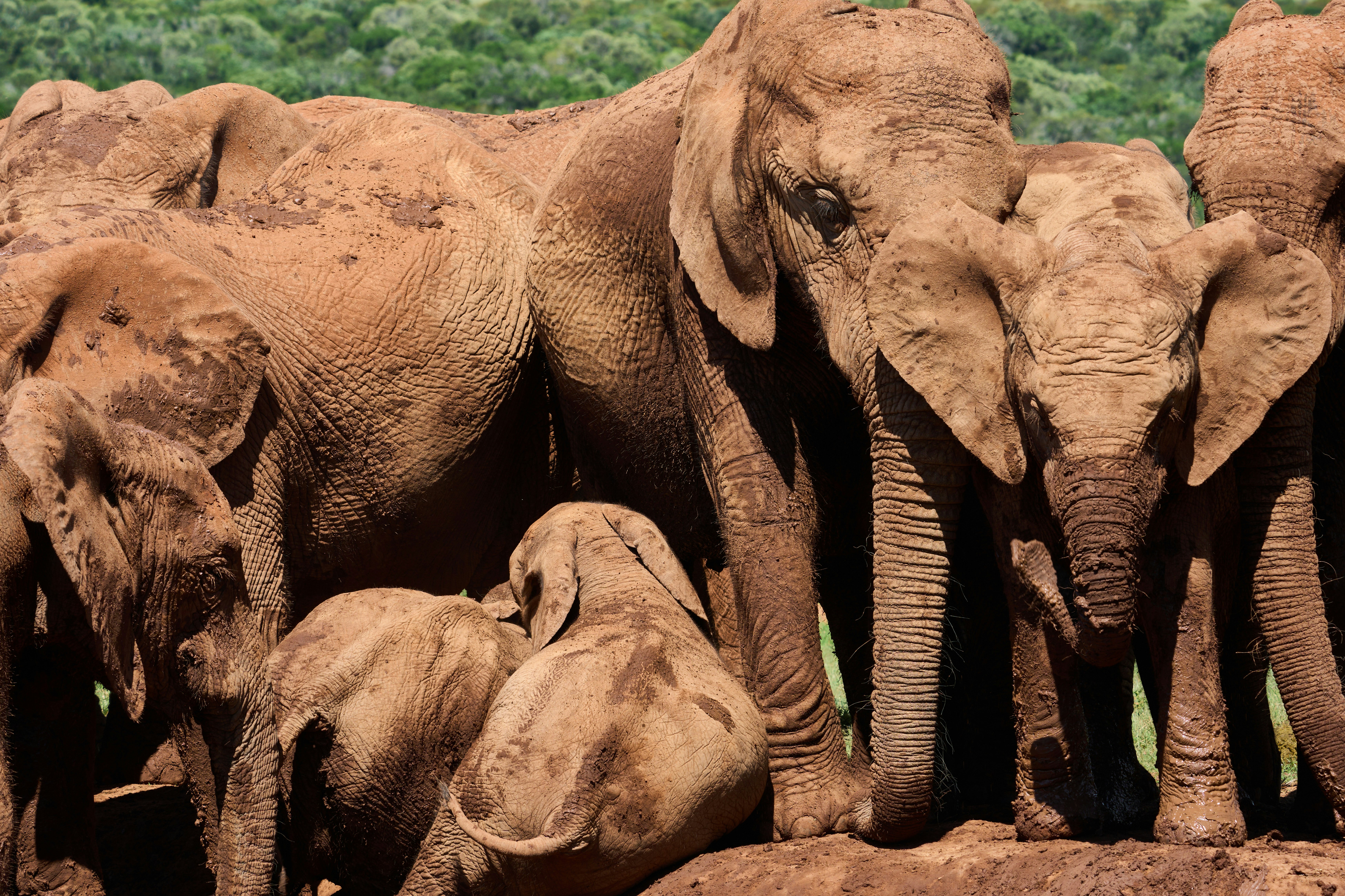 Mud-traced Family: A Cluster of Elephants at Rest in Shadowed Light