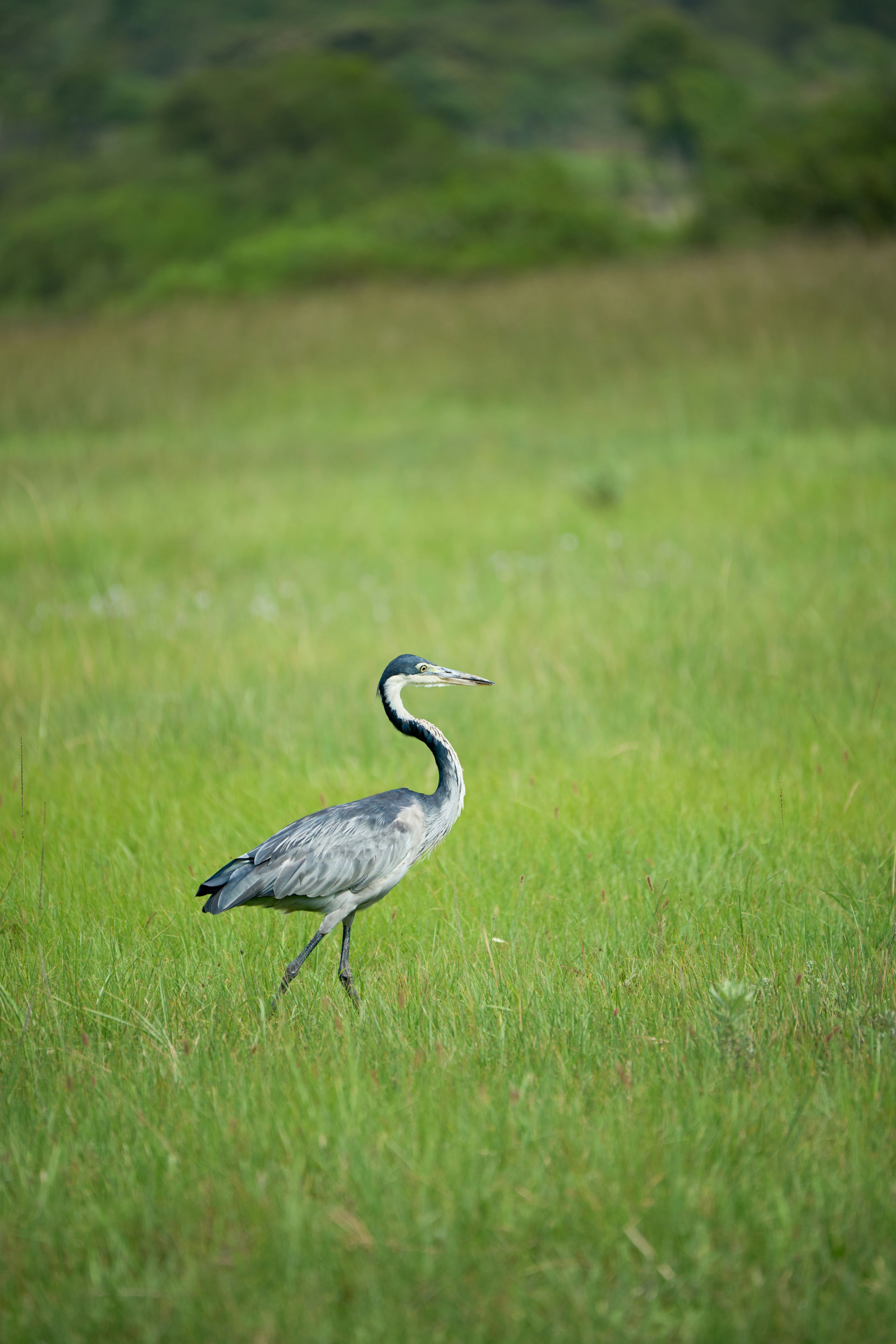 Heron in a Sunlit Meadow