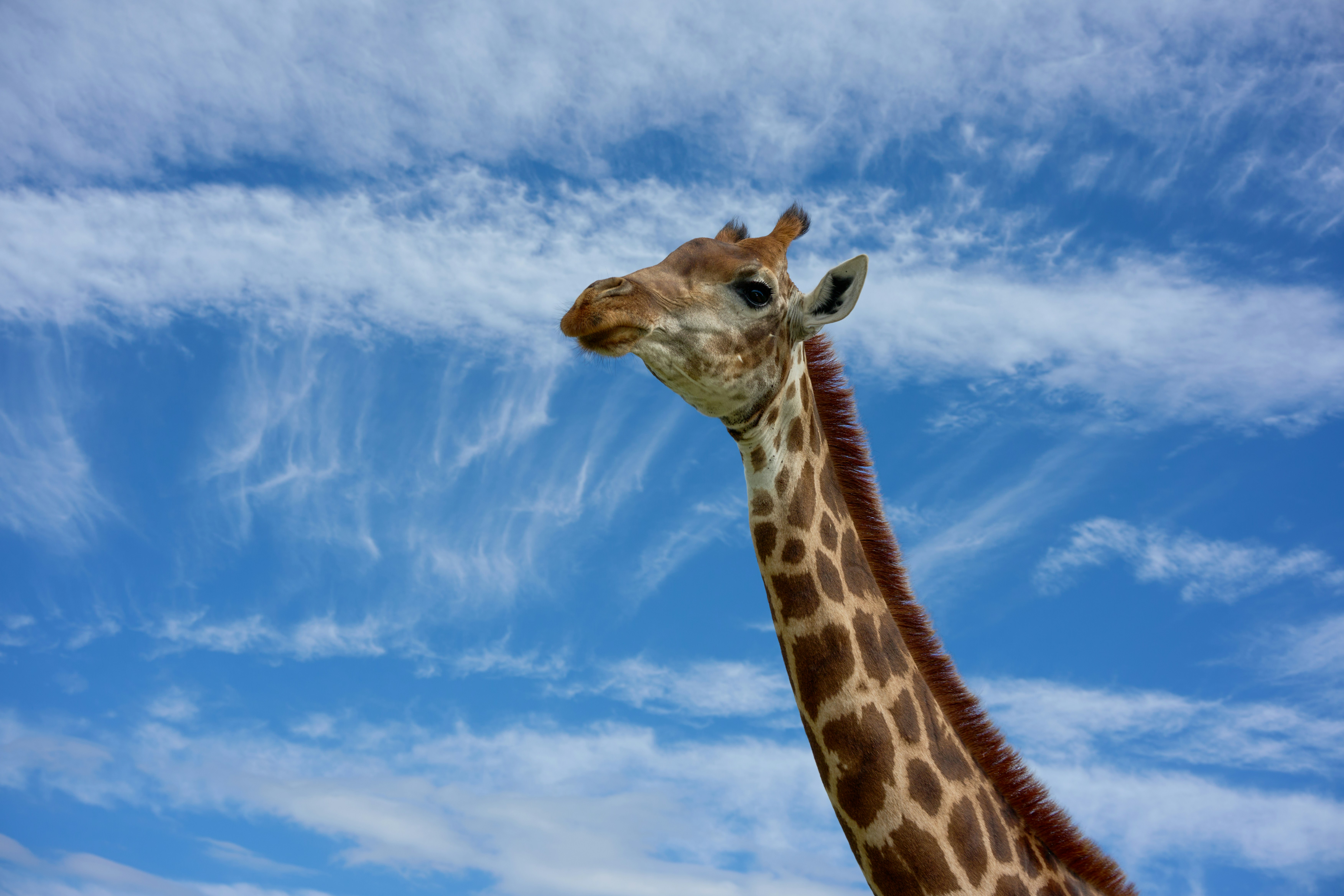 Giraffe among the wispy skies