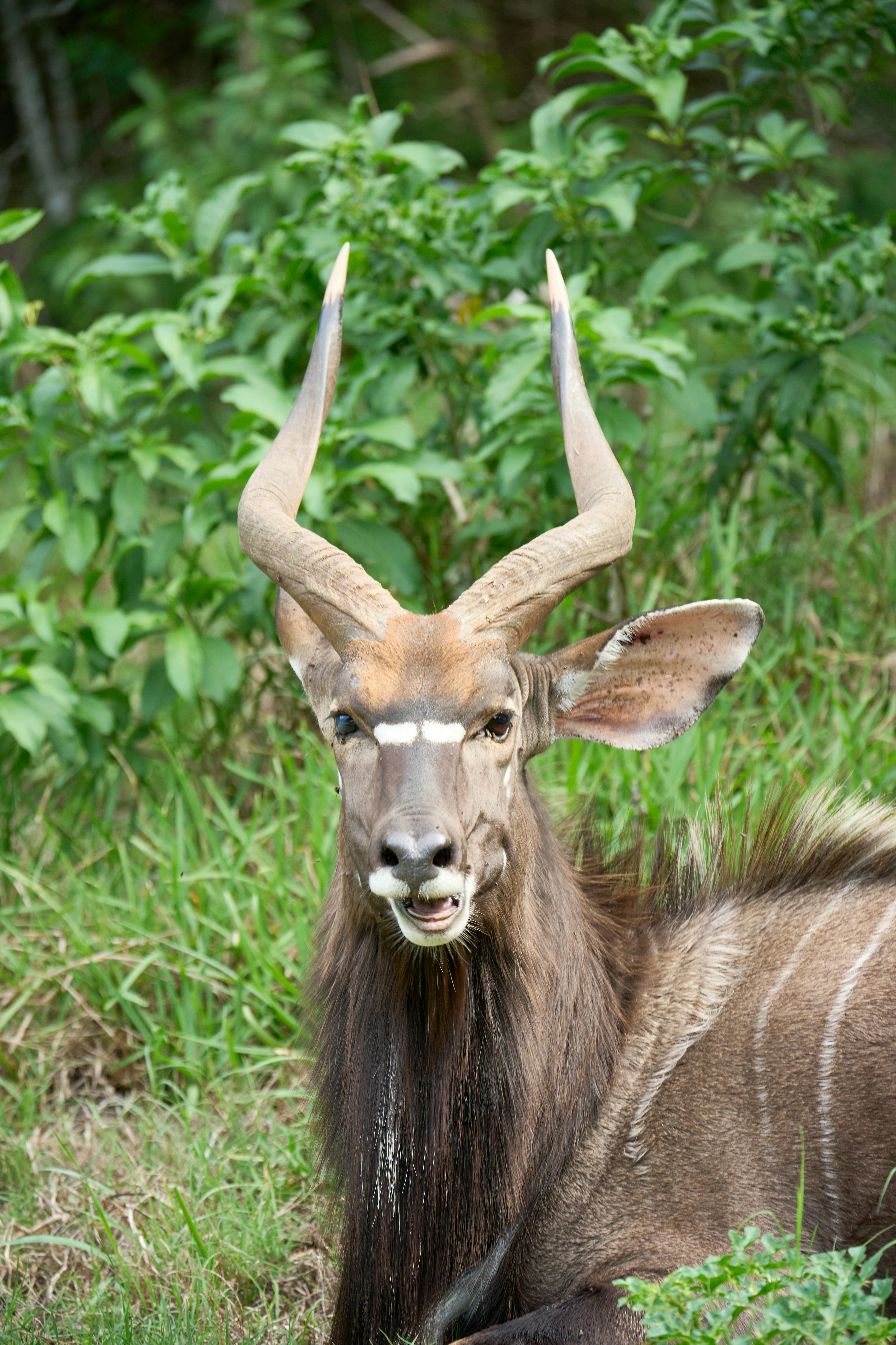 Gentle Giants: The White-Banded Giraffe’s Horned Presence