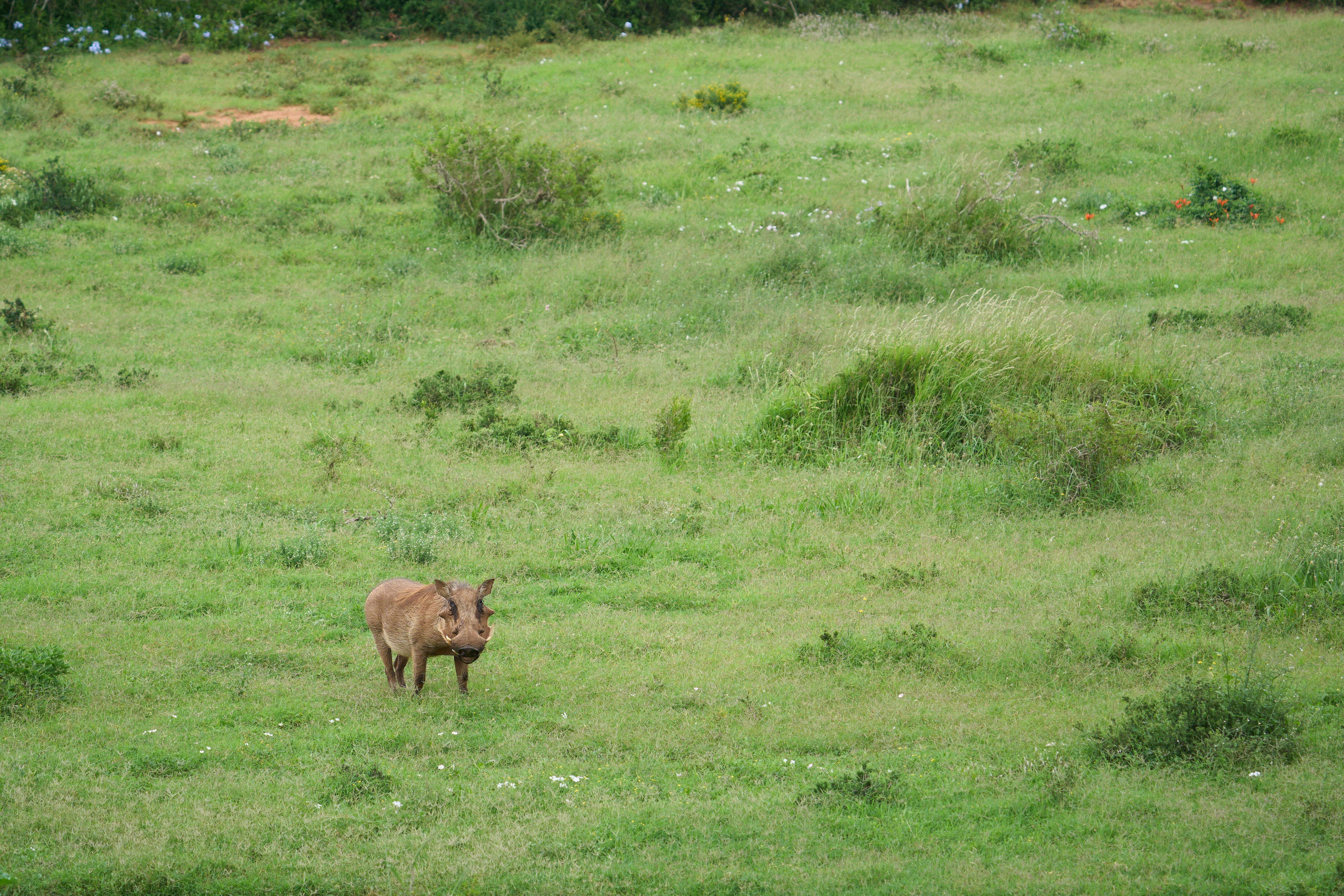 Lone Wild Canid Stands Guard in Open Meadow