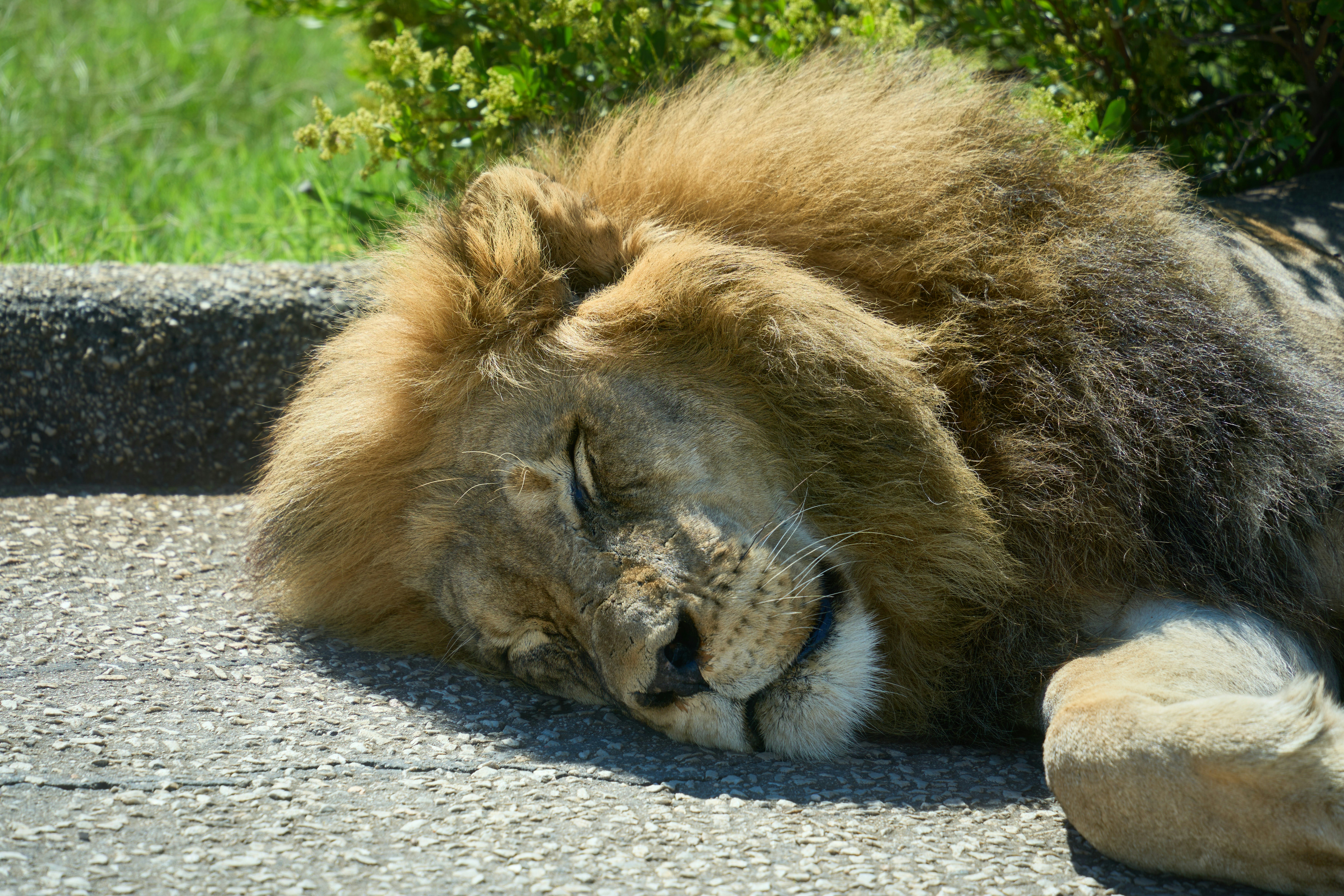 Resting Colossus: A Regal King in Quiet Shade