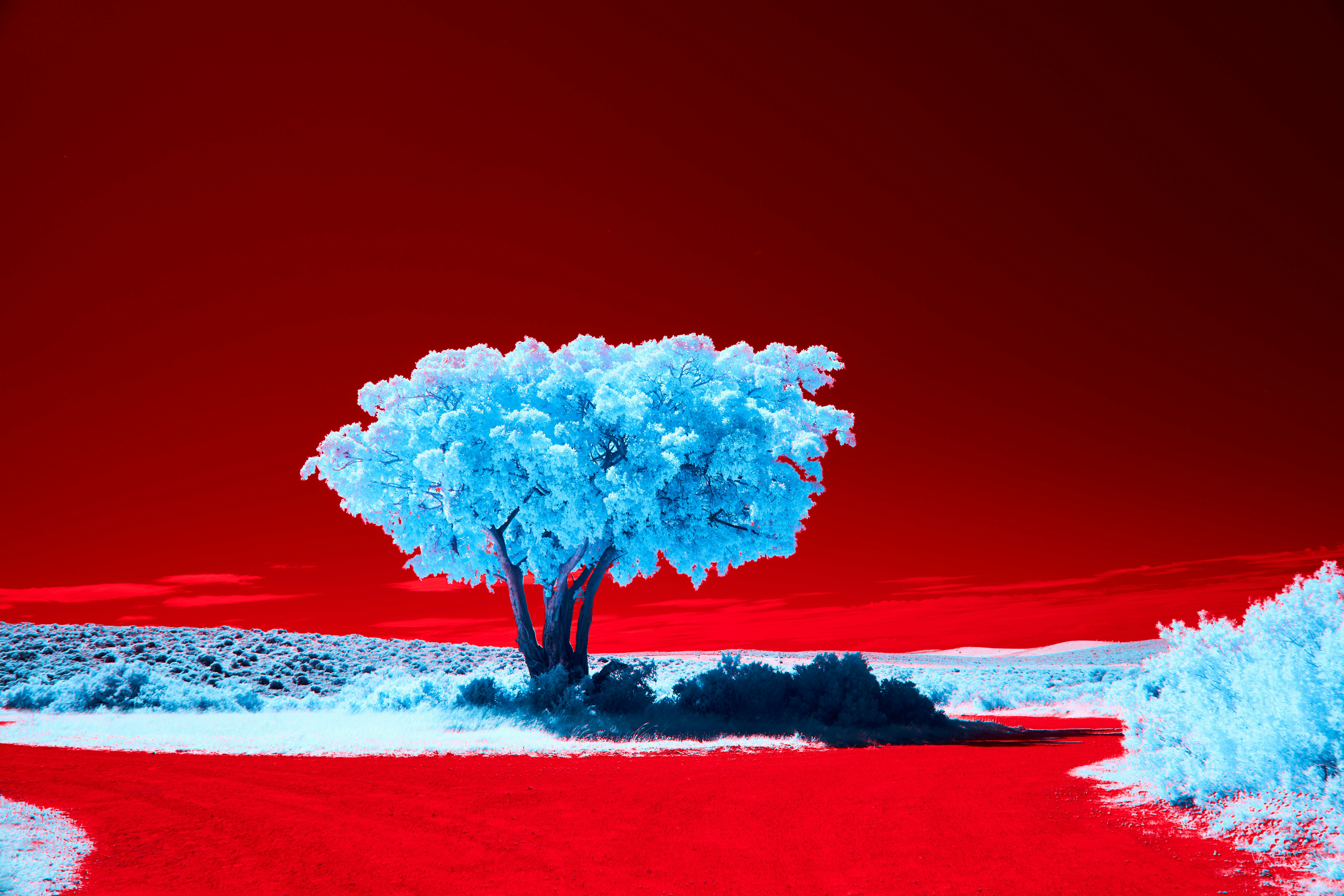 Solitary Tree on a Crimson Horizon