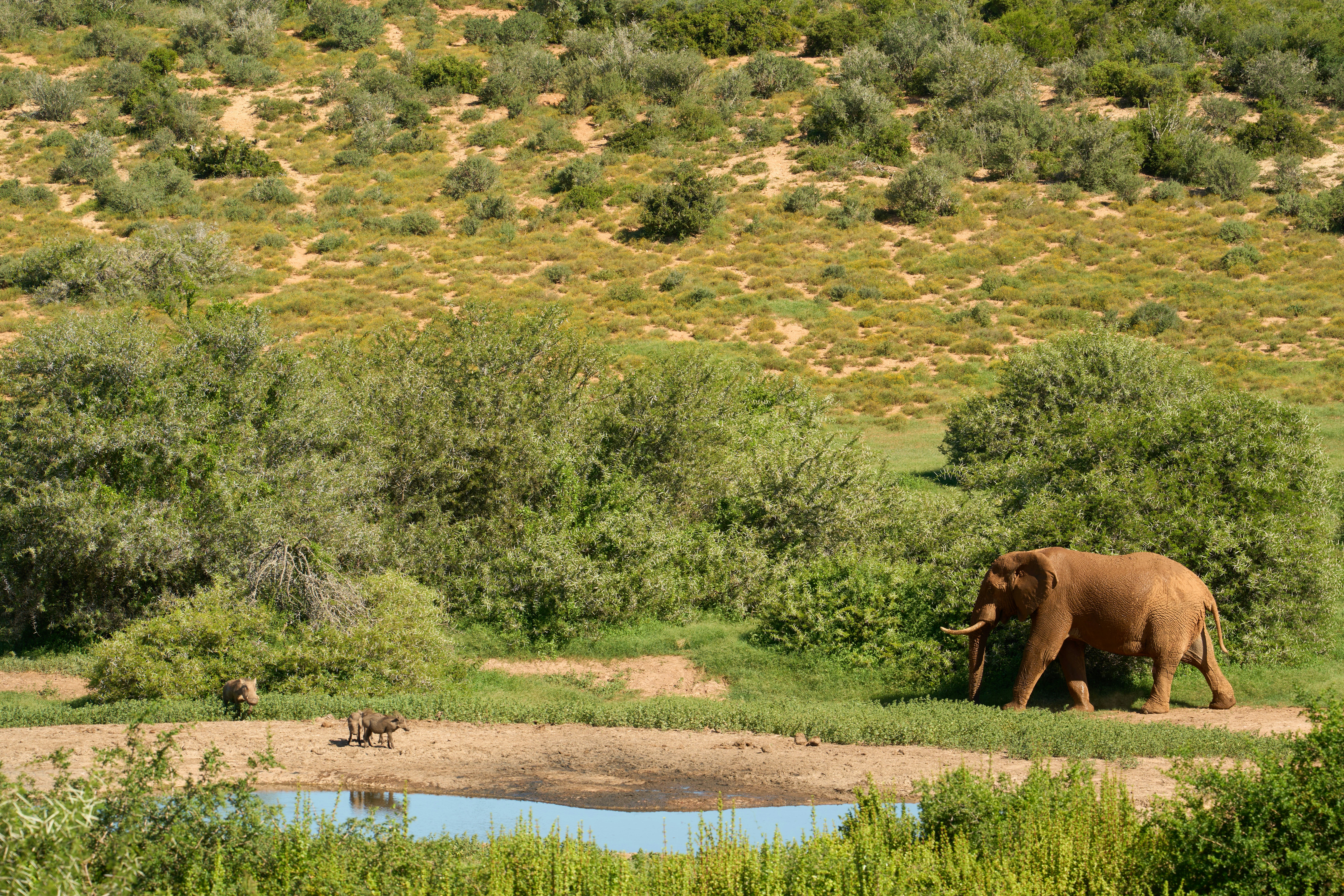 Herding the Horizon: A lone elephant at the water’s edge