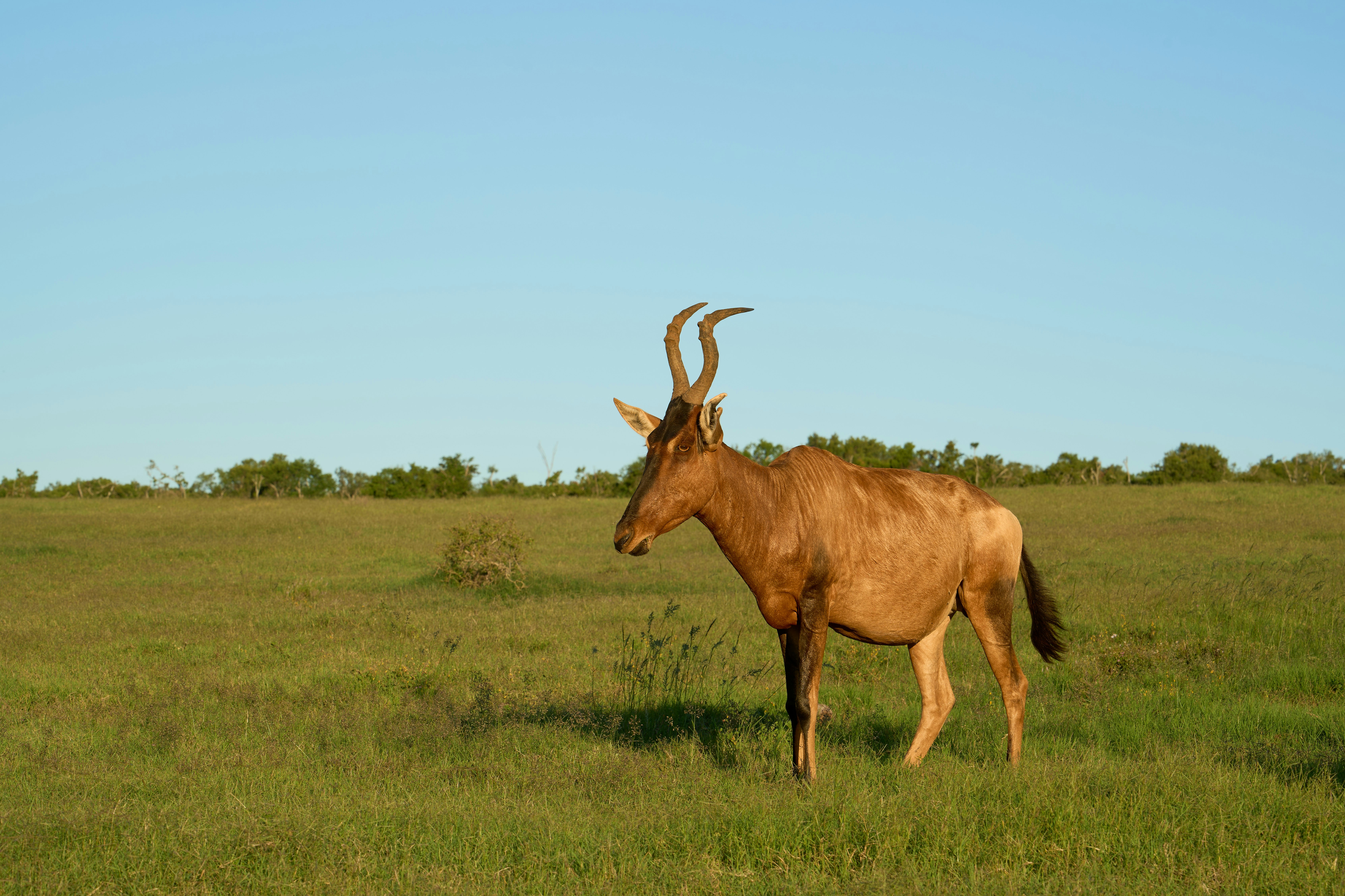 Grazing Goliath: A Bullock in the Quiet Prairie