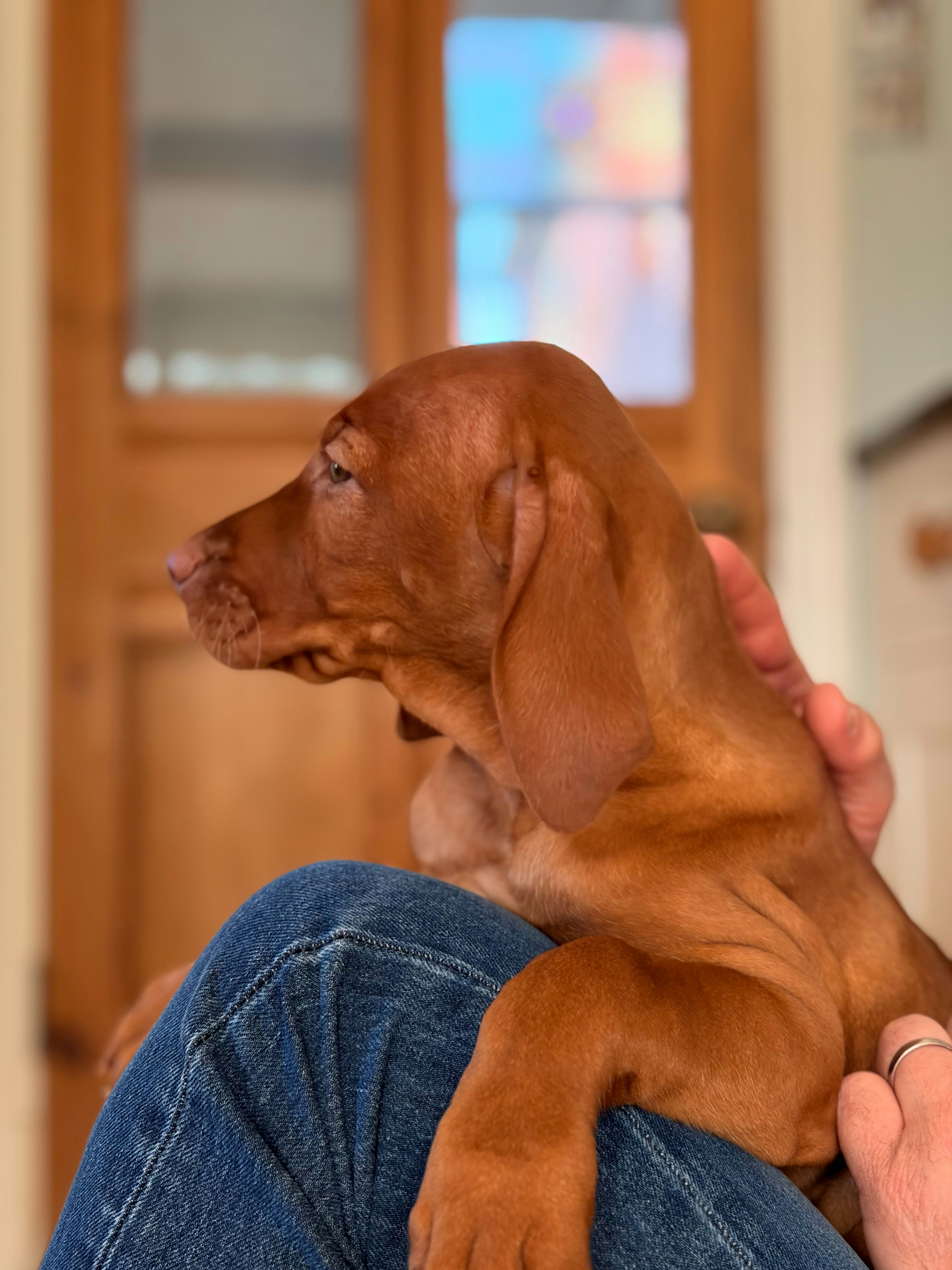 Side-Profile of a Brown Puppy Nestled on a Leg