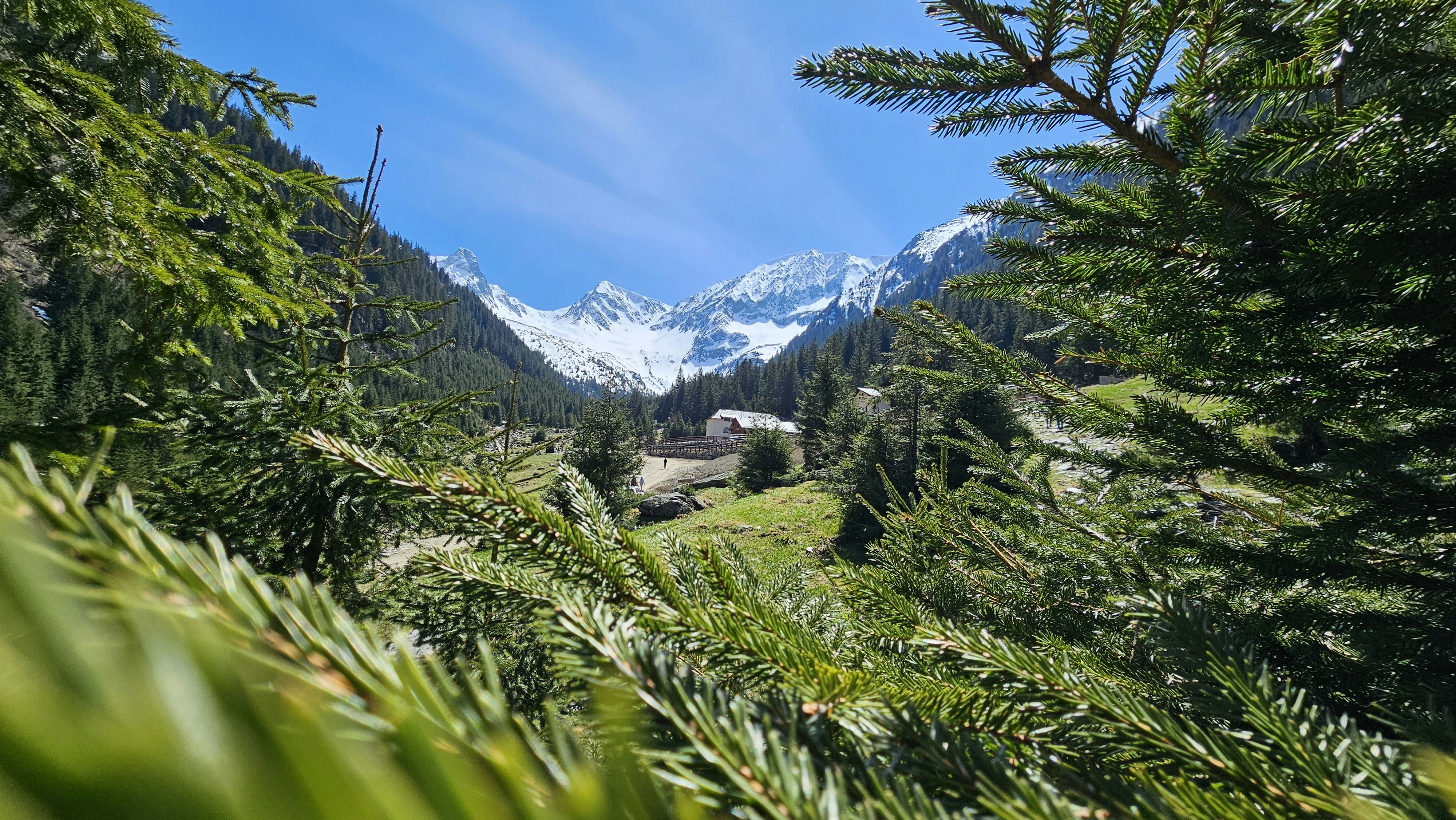 Snow-veiled Peaks Peering Over a Alpine Fir Corridor