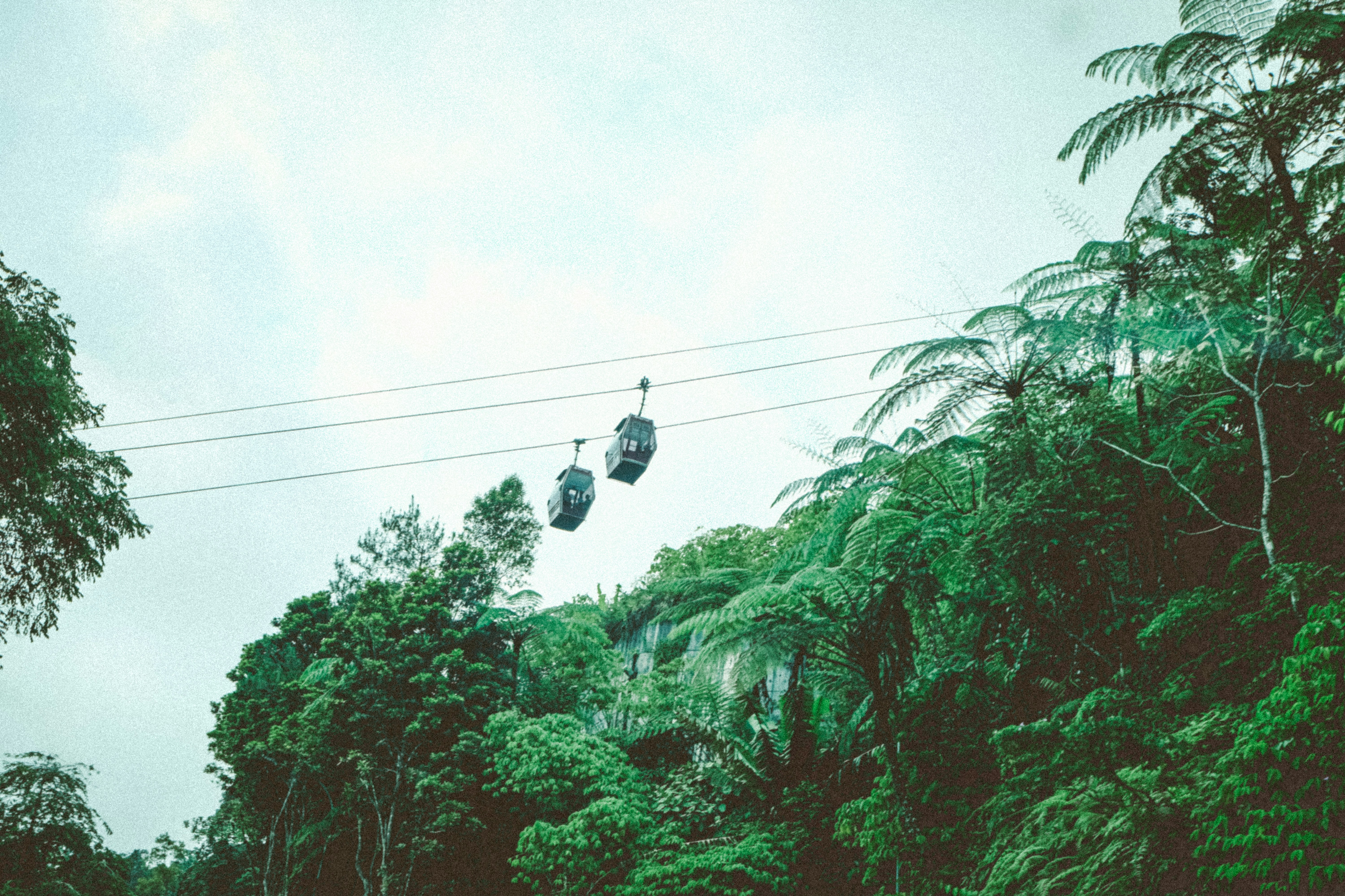 Skyride Through Green Canopy