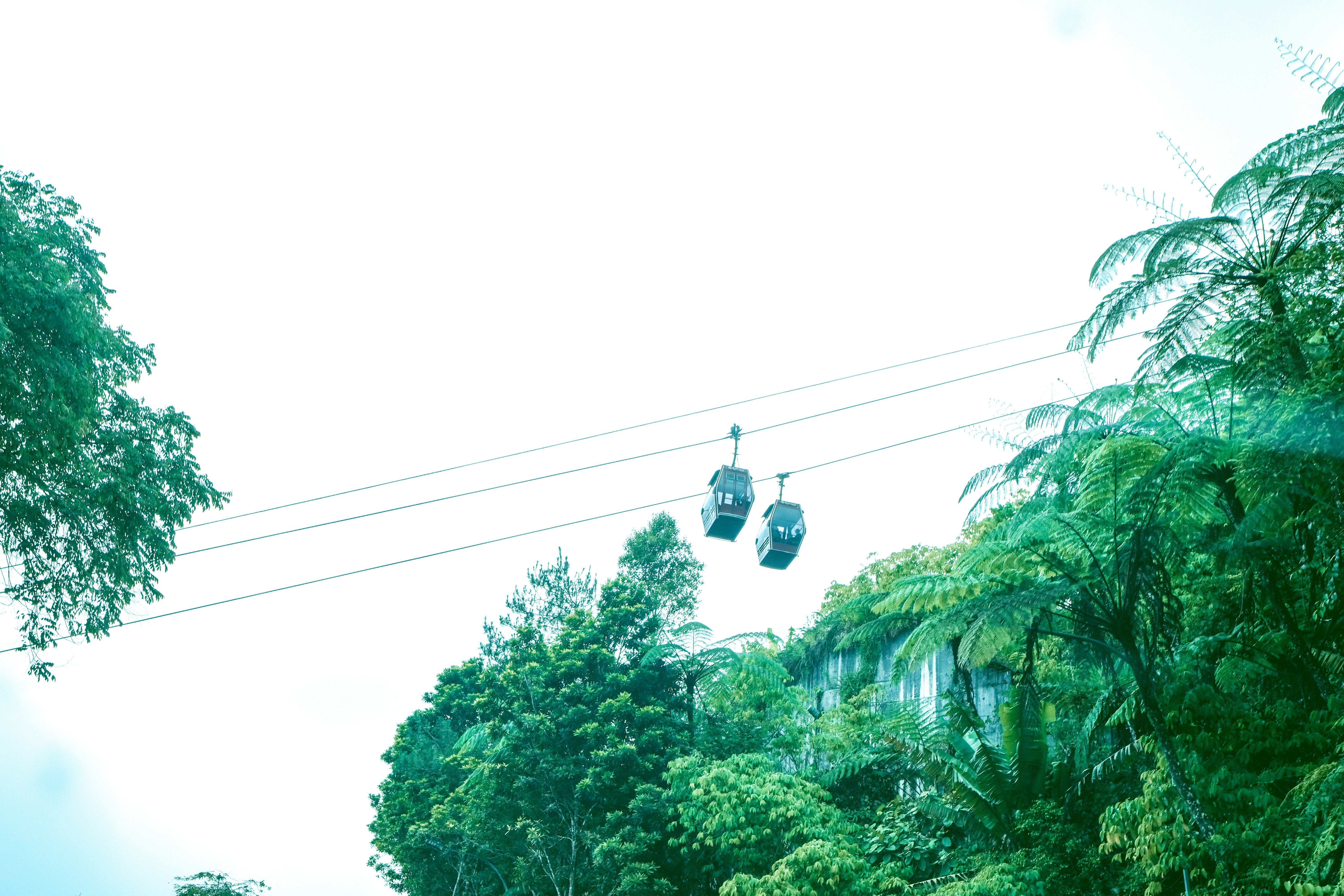 Cable Car Quiet Above a Lush Canopy