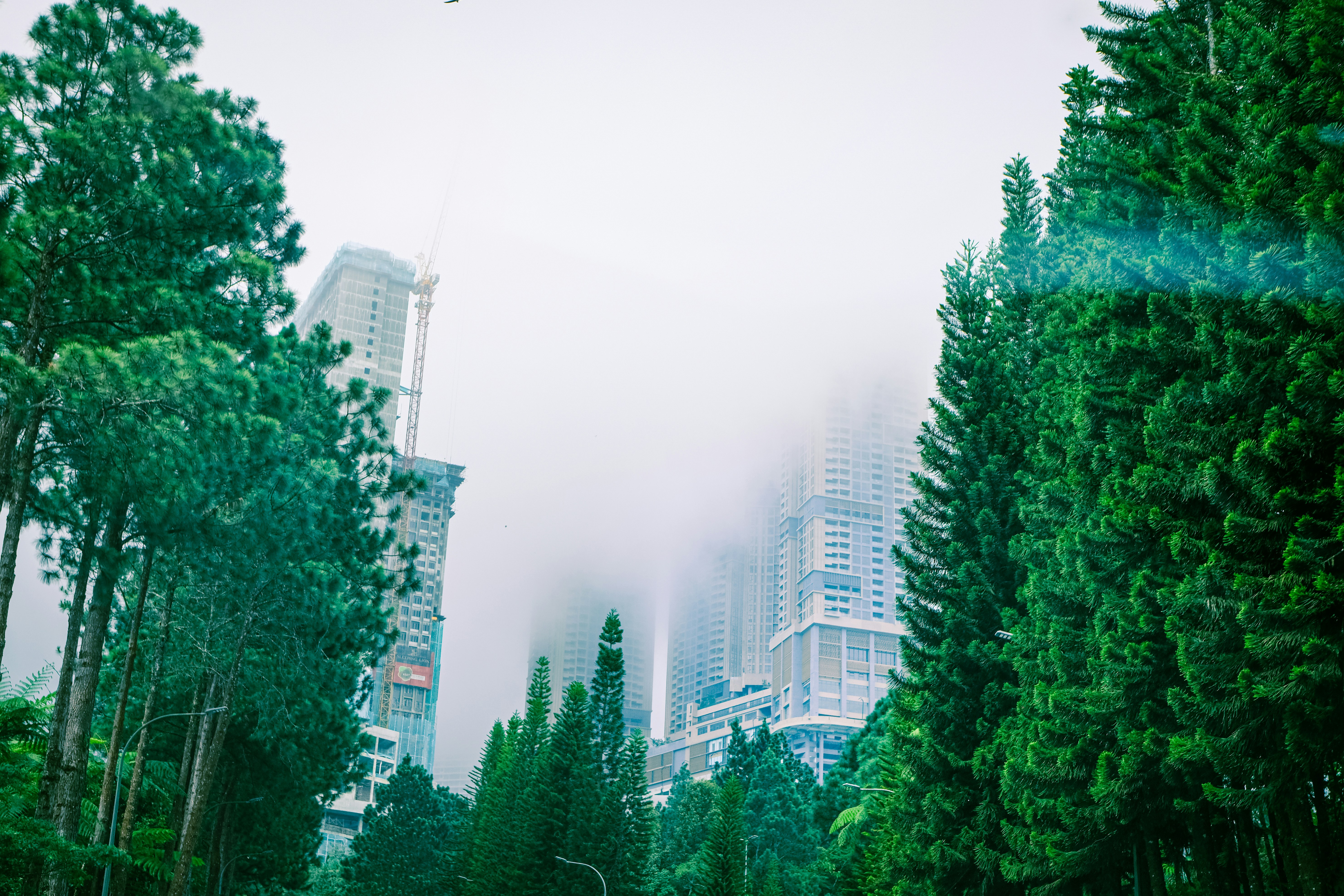 Fog-enshrouded City Pines