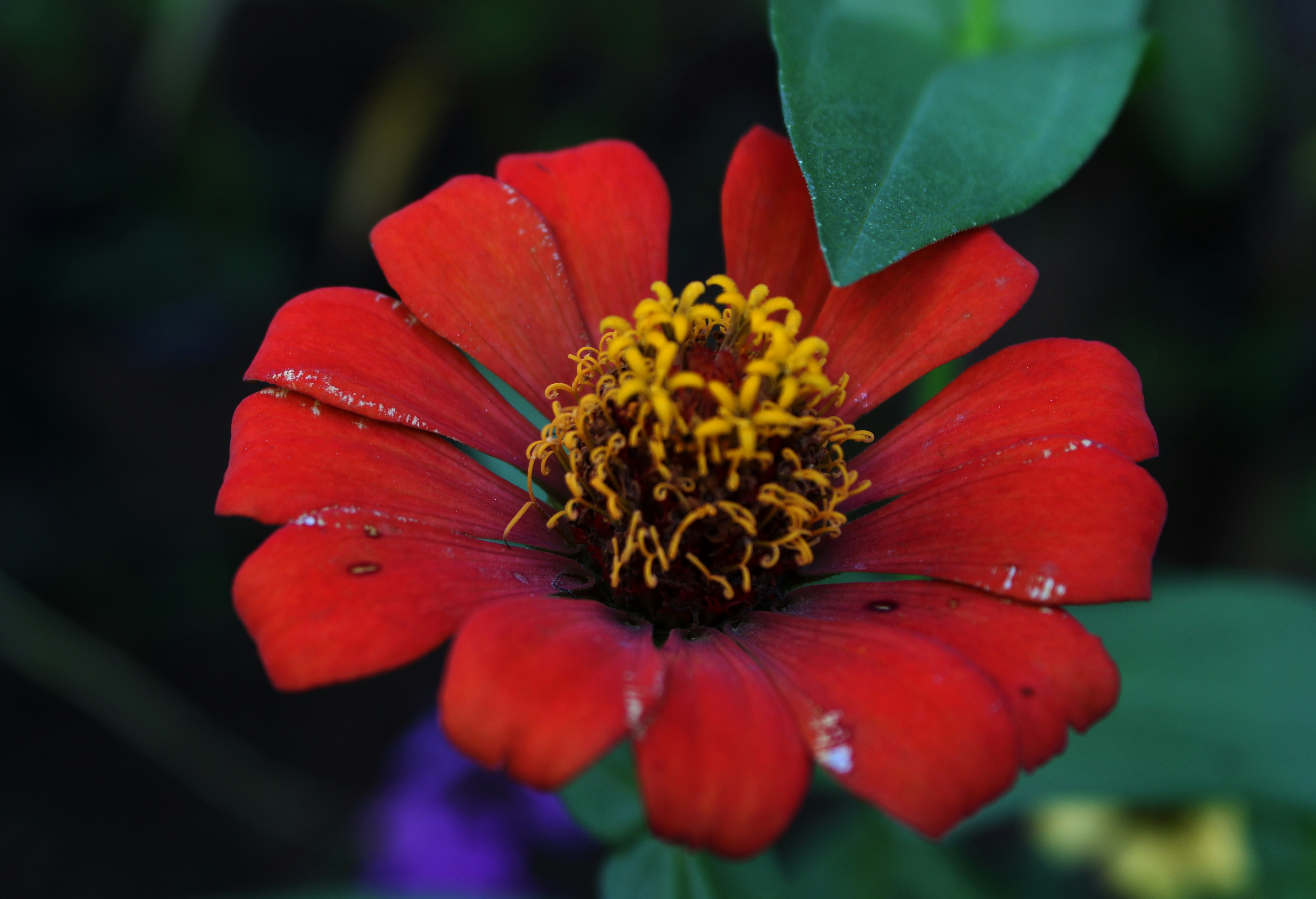 Crimson Bloom: A Close-up of a Red Zinnia with Sunlit Center Detail