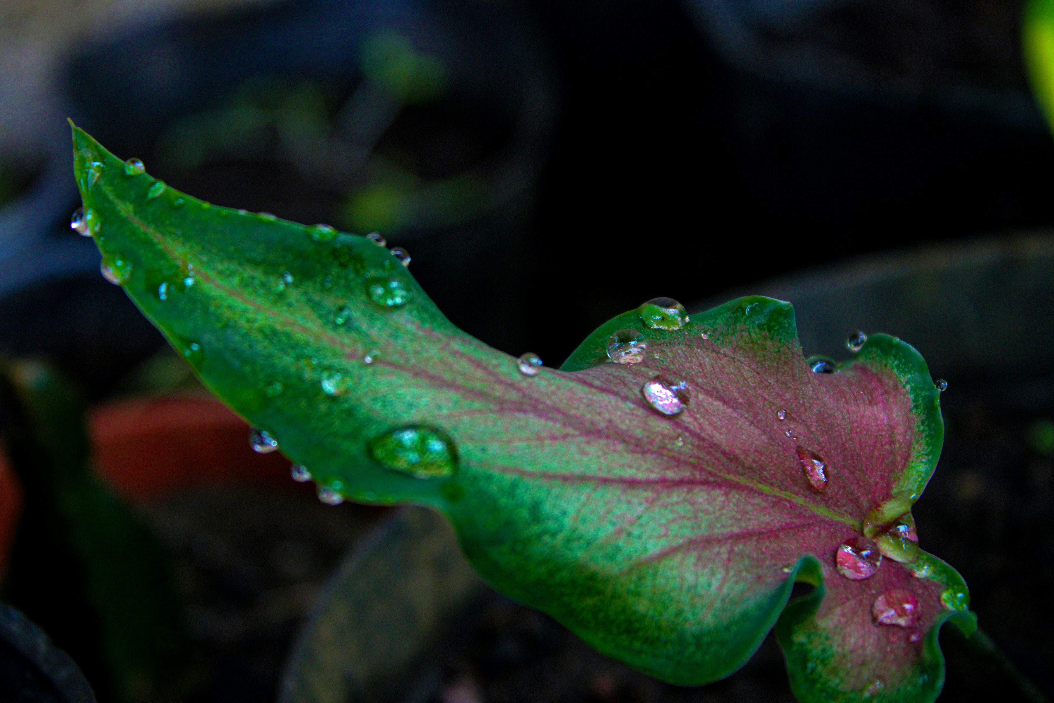 Dew-Kissed Leaf: a close-up of vibrant green with pink midrib and water droplets