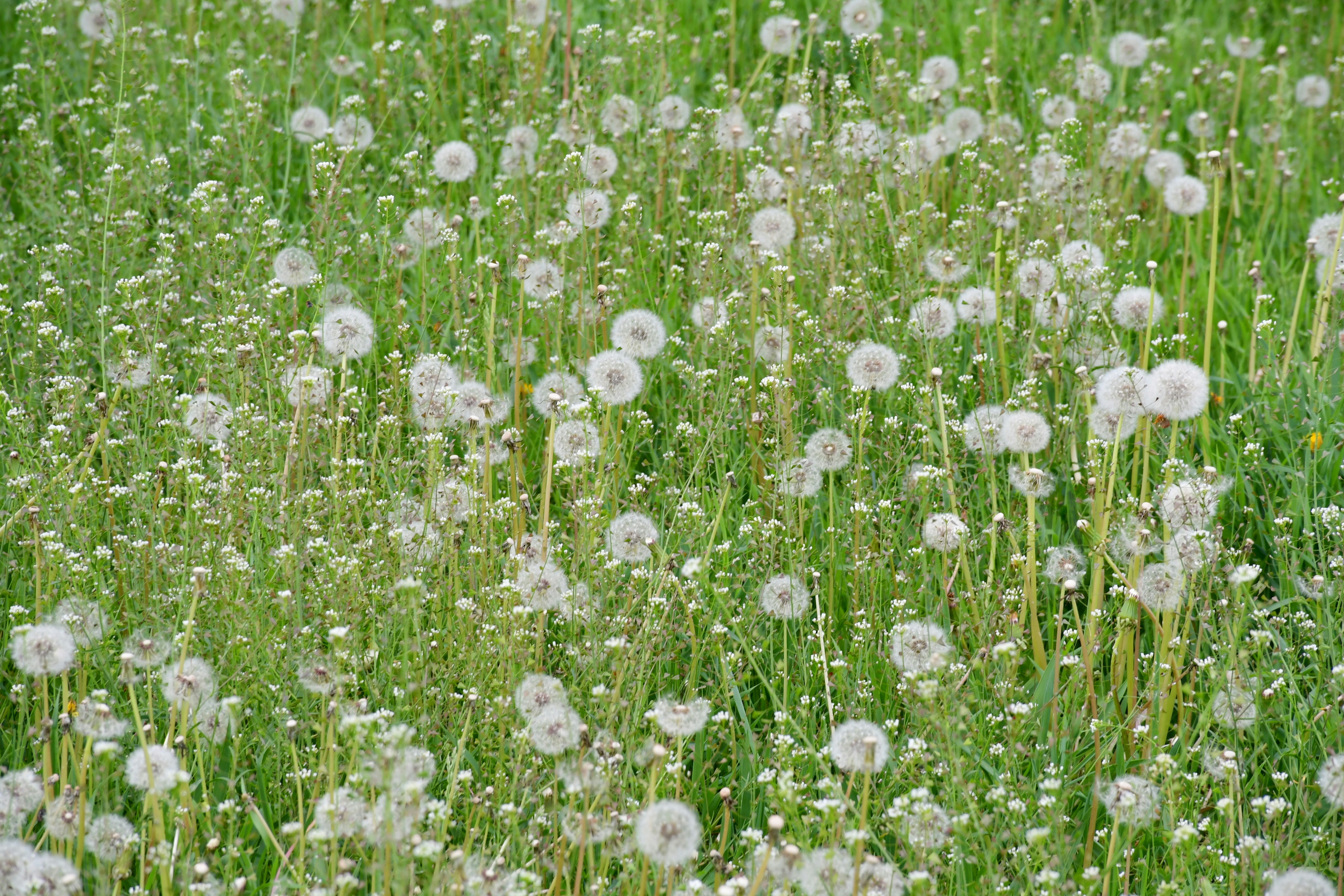 Whispers of Dandelion Clouds in a Meadow