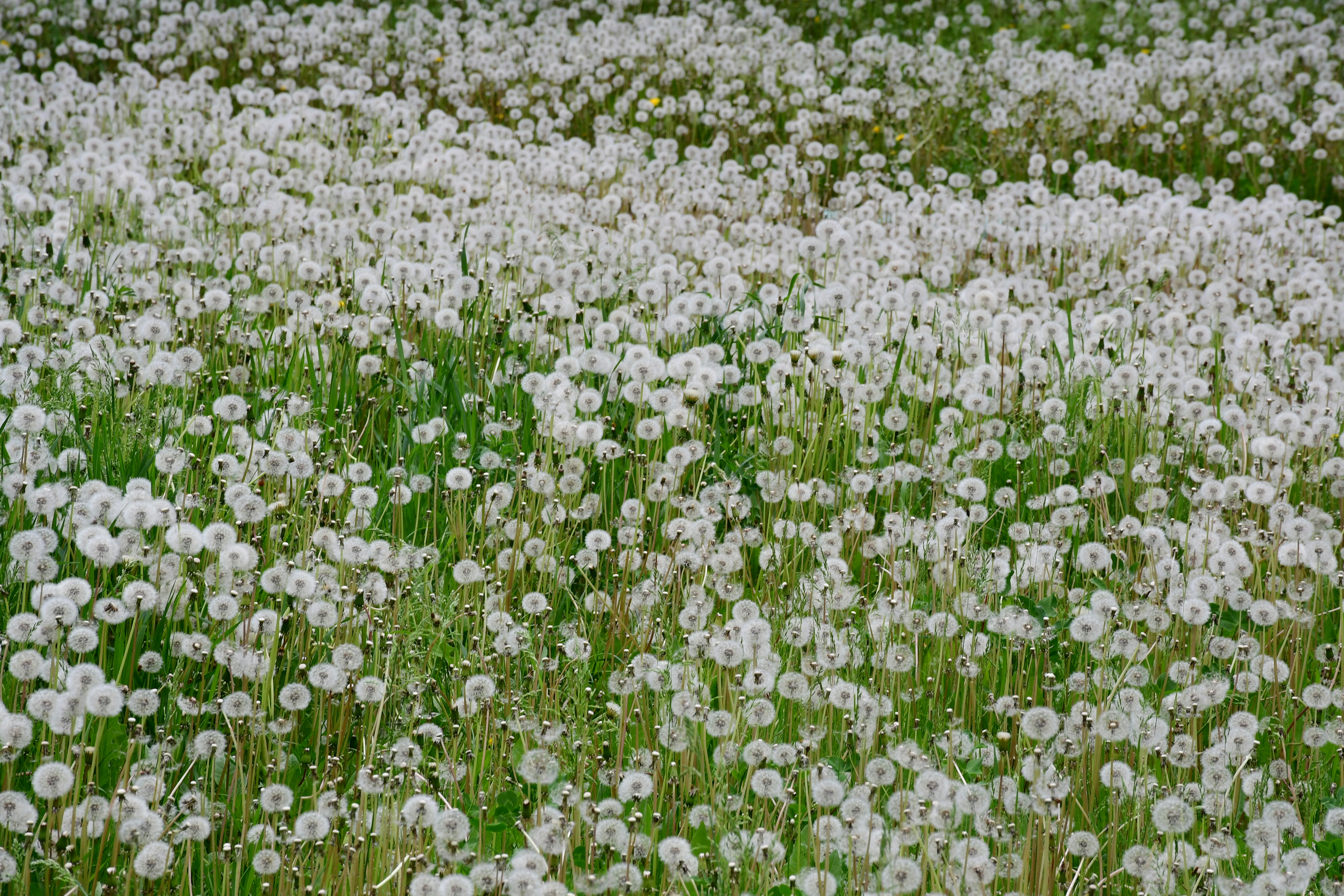 Whispering Dandelions: Sea of White Heads in a Sunlit Field