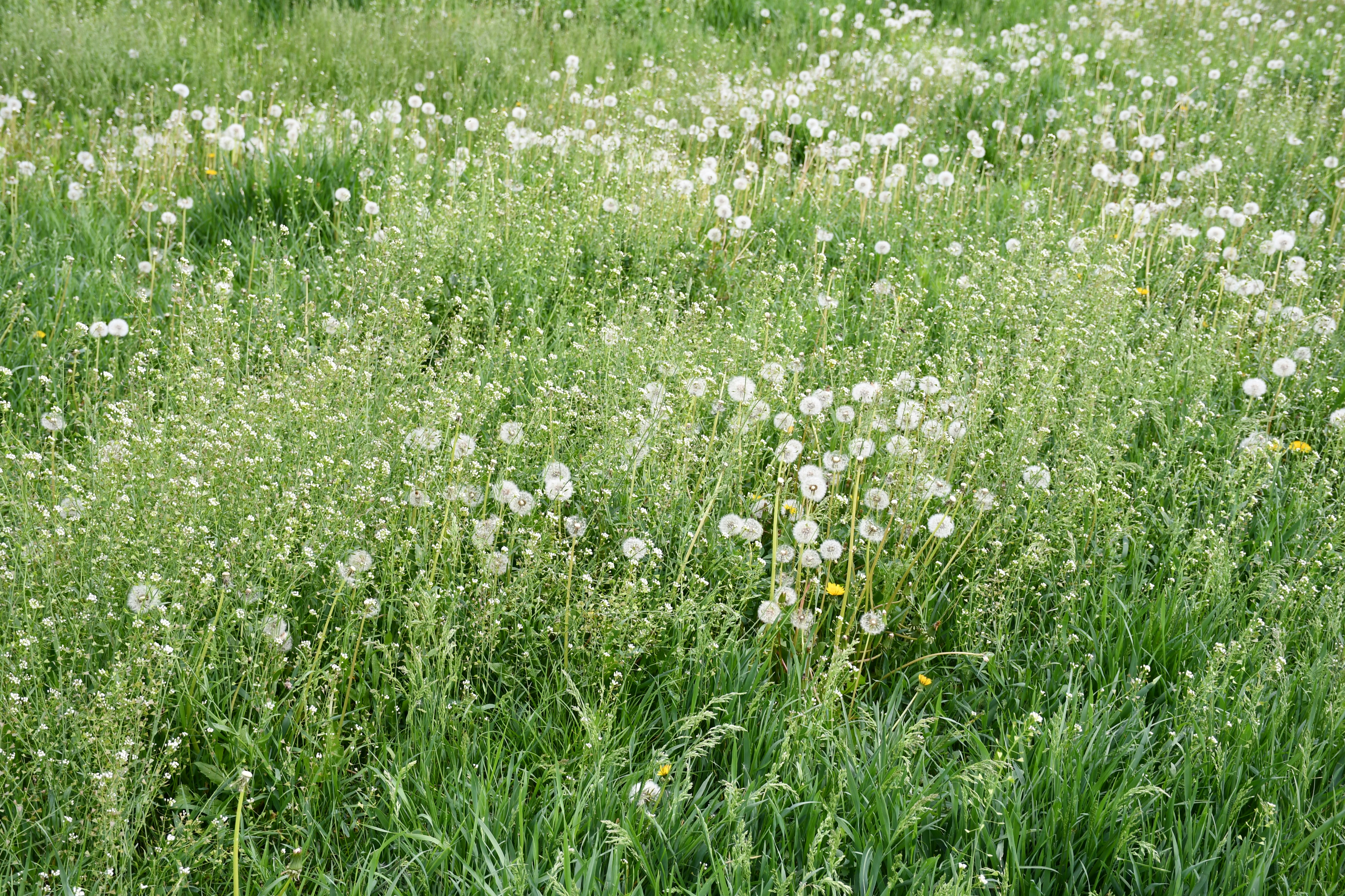 Sunlit Field of Dandelions and Grass