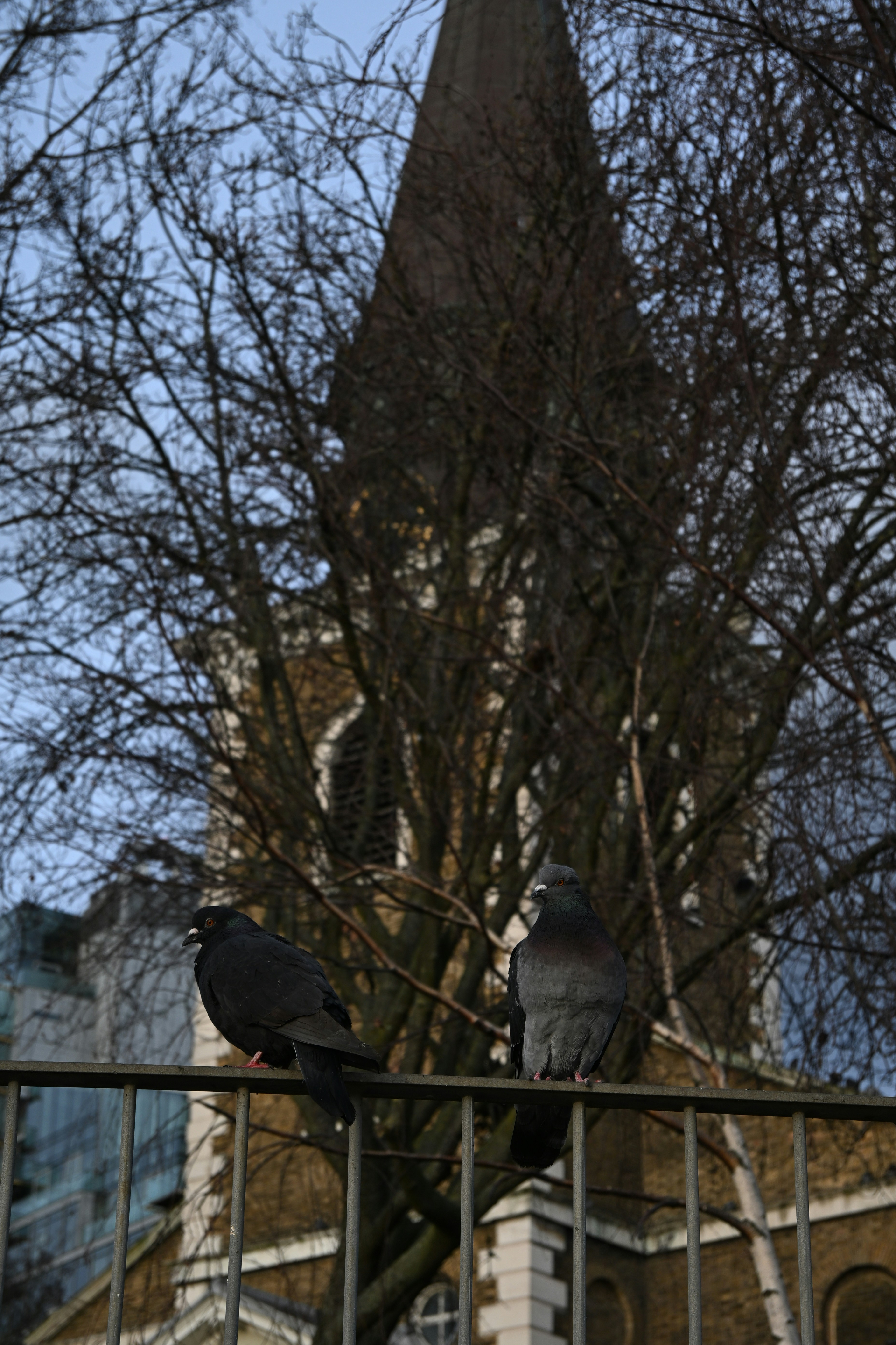 Two City Pigeons Perched on a Rail with Gothic Tree Backdrop