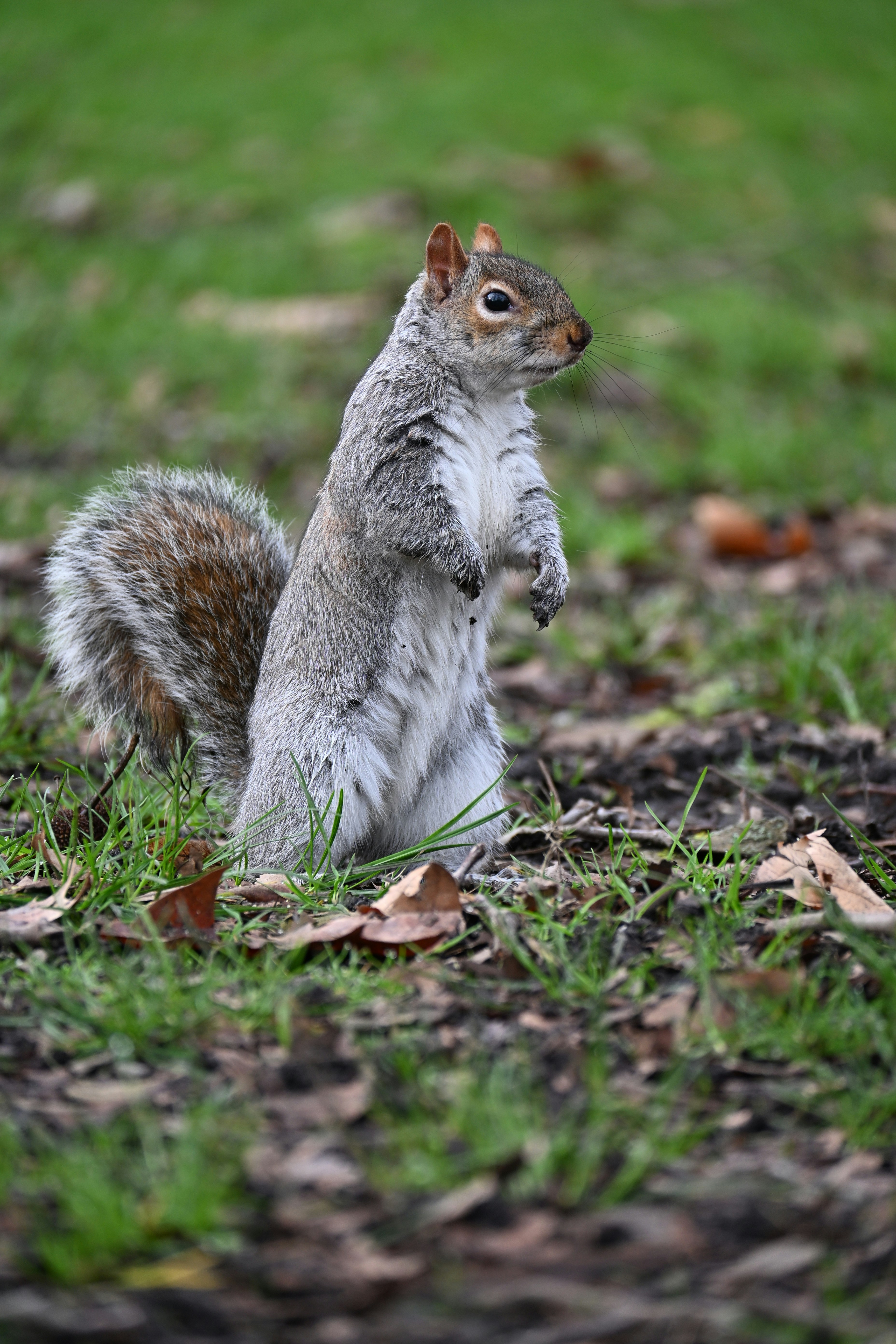 Alert Grey Squirrel Stands Upright in Patchy Grass