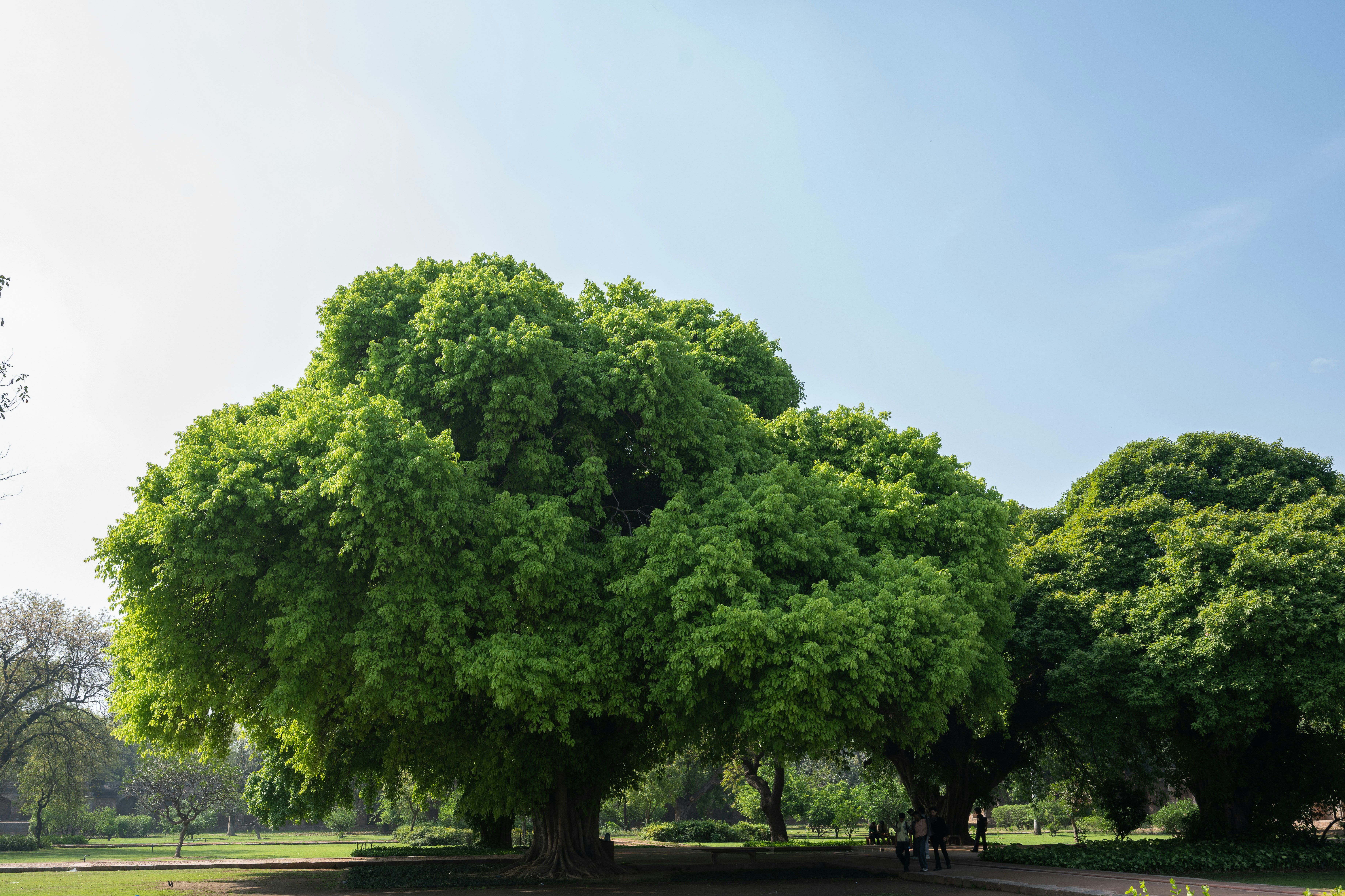 Large green trees stand under a clear blue sky. photo – Free Summer ...