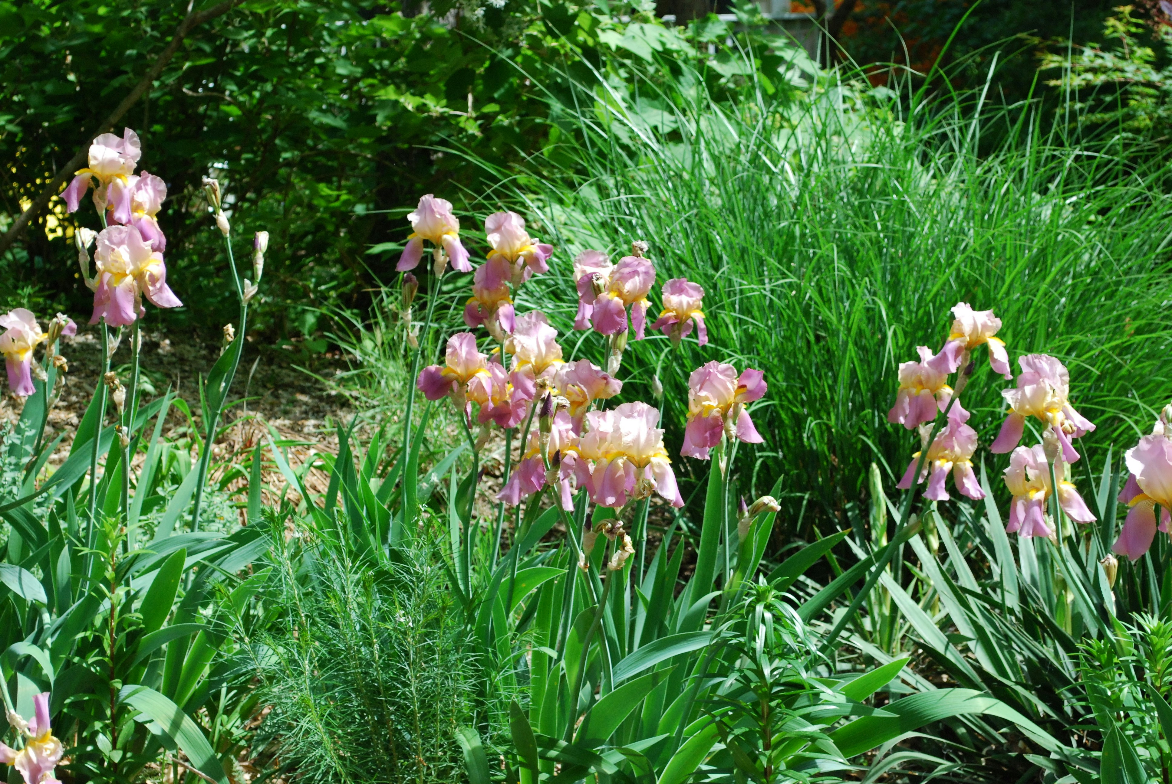 Pink Iris Meadow: Delicate Blooms Against a Lush Green Backdrop