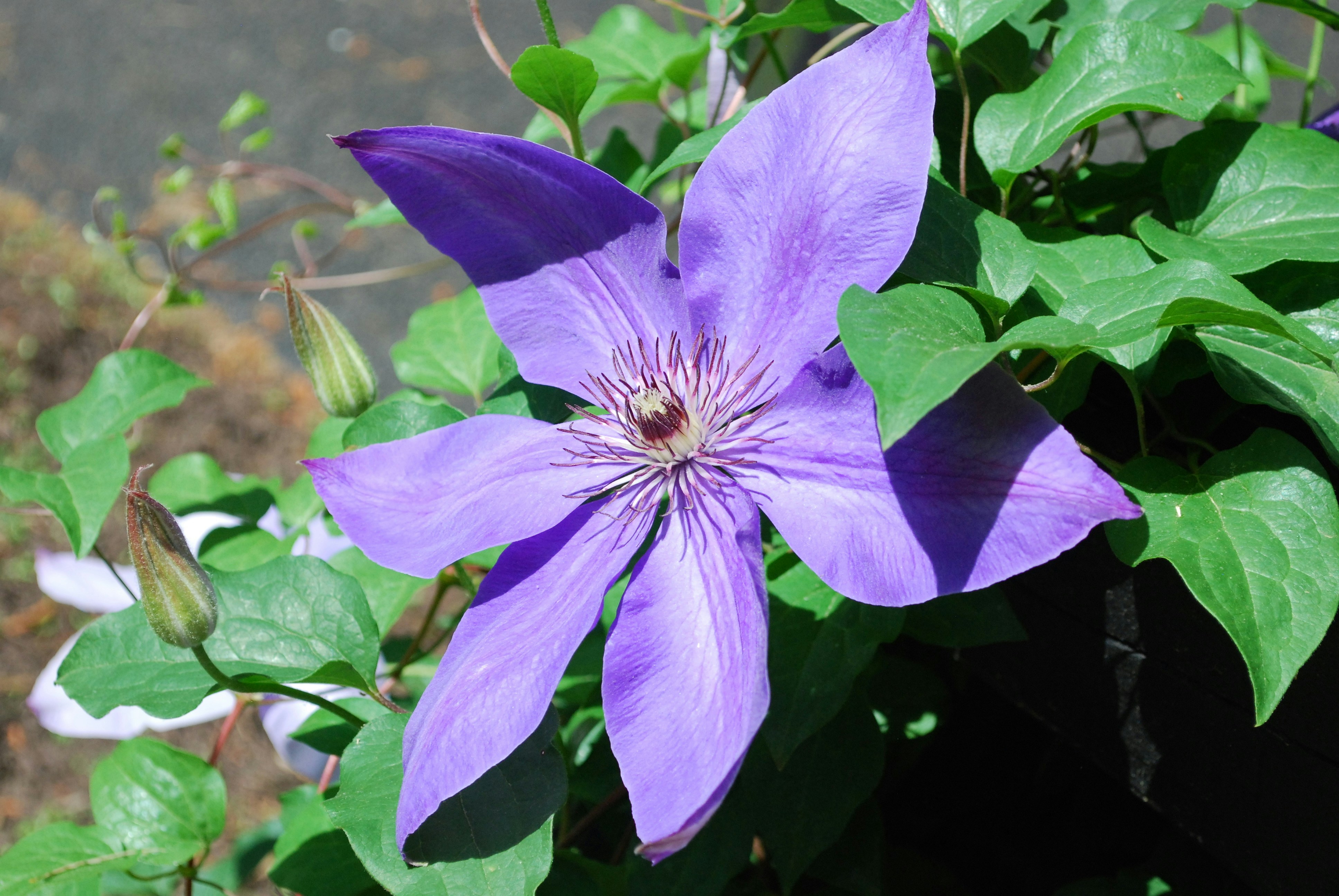 Violet Clematis Bloom Reaching Toward Sunlight