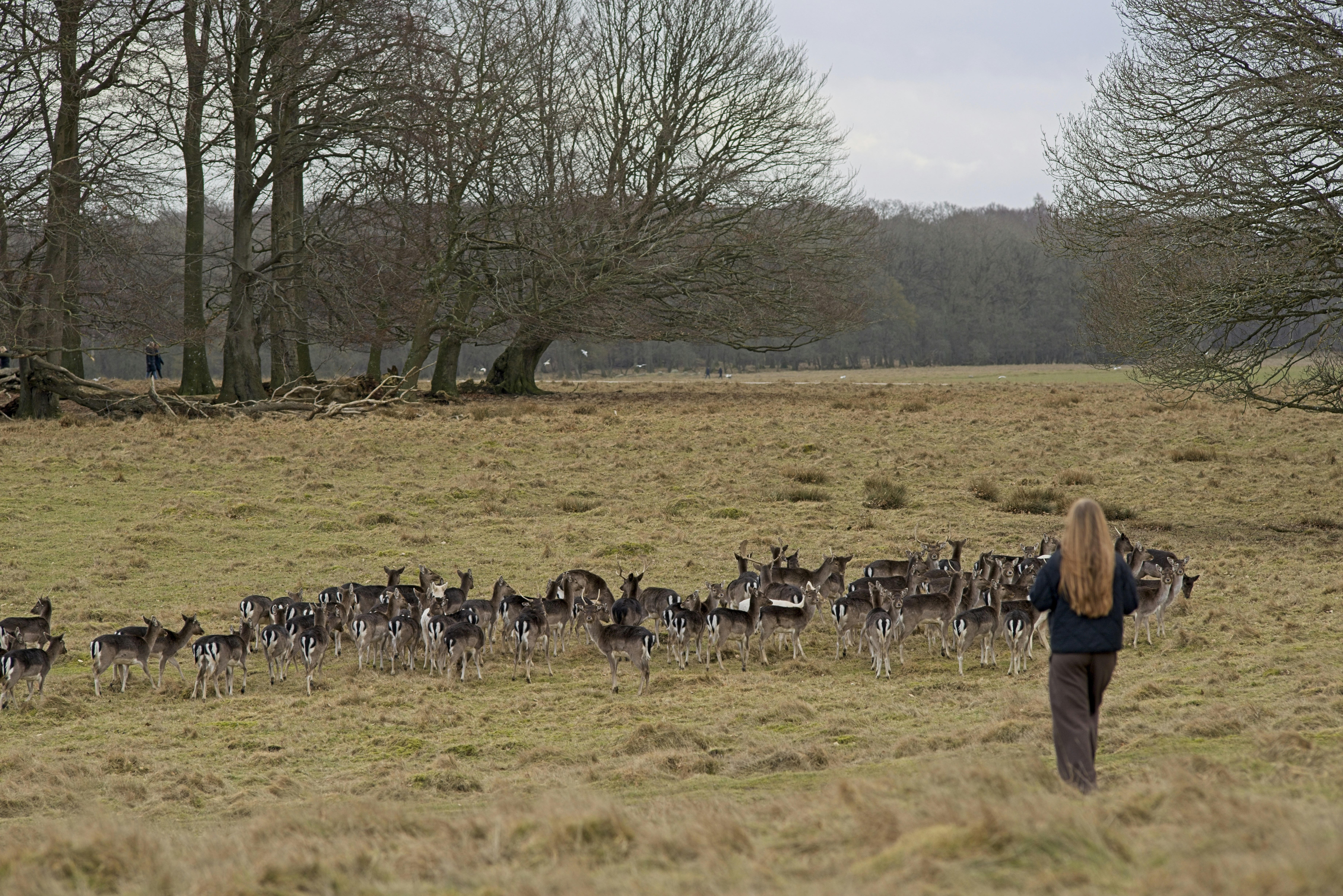 Heron Field: A Woman Guides a Herd Beneath Winter Trees