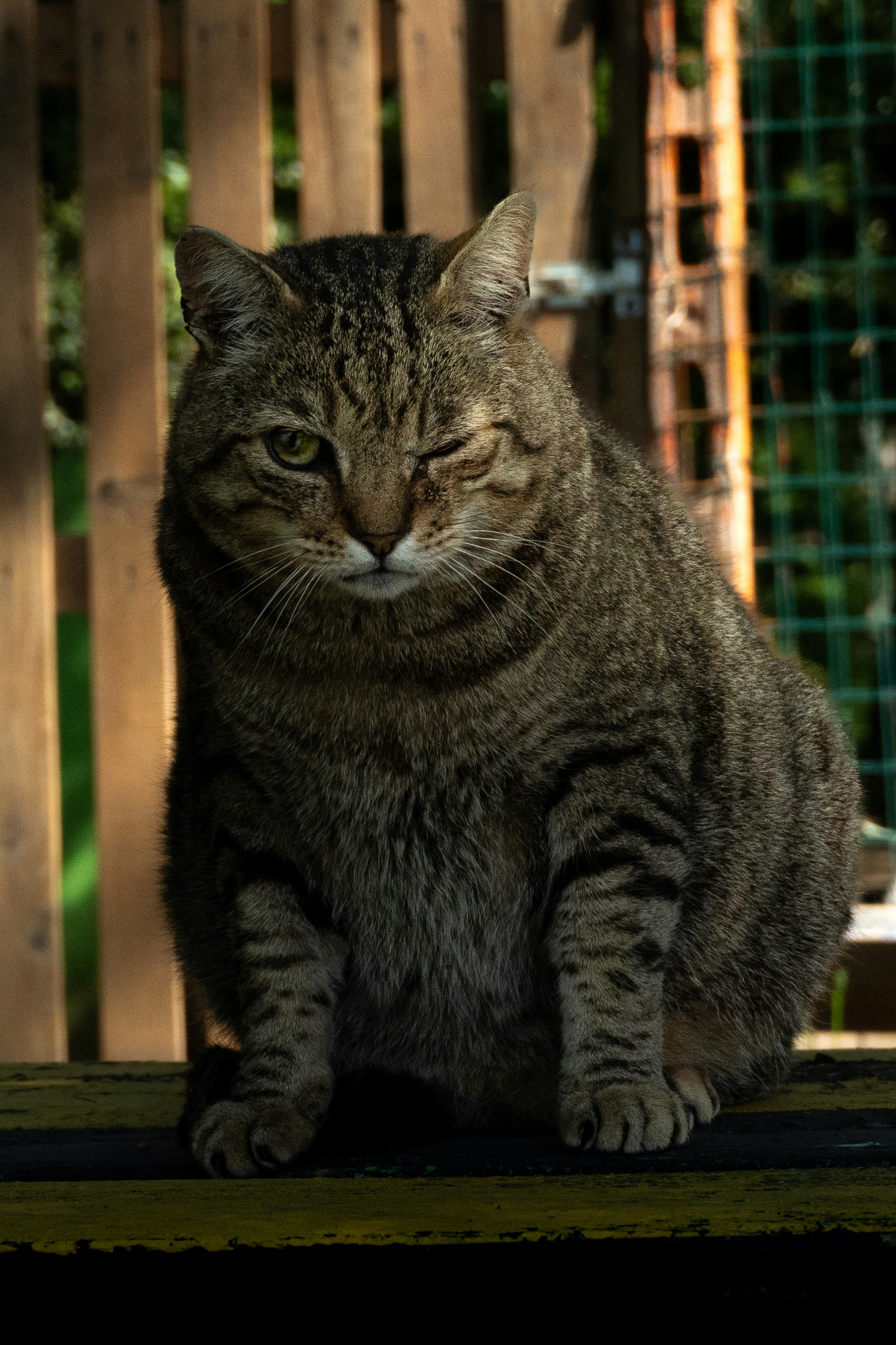 Grumpy Guardian on a Sunlit Deck
